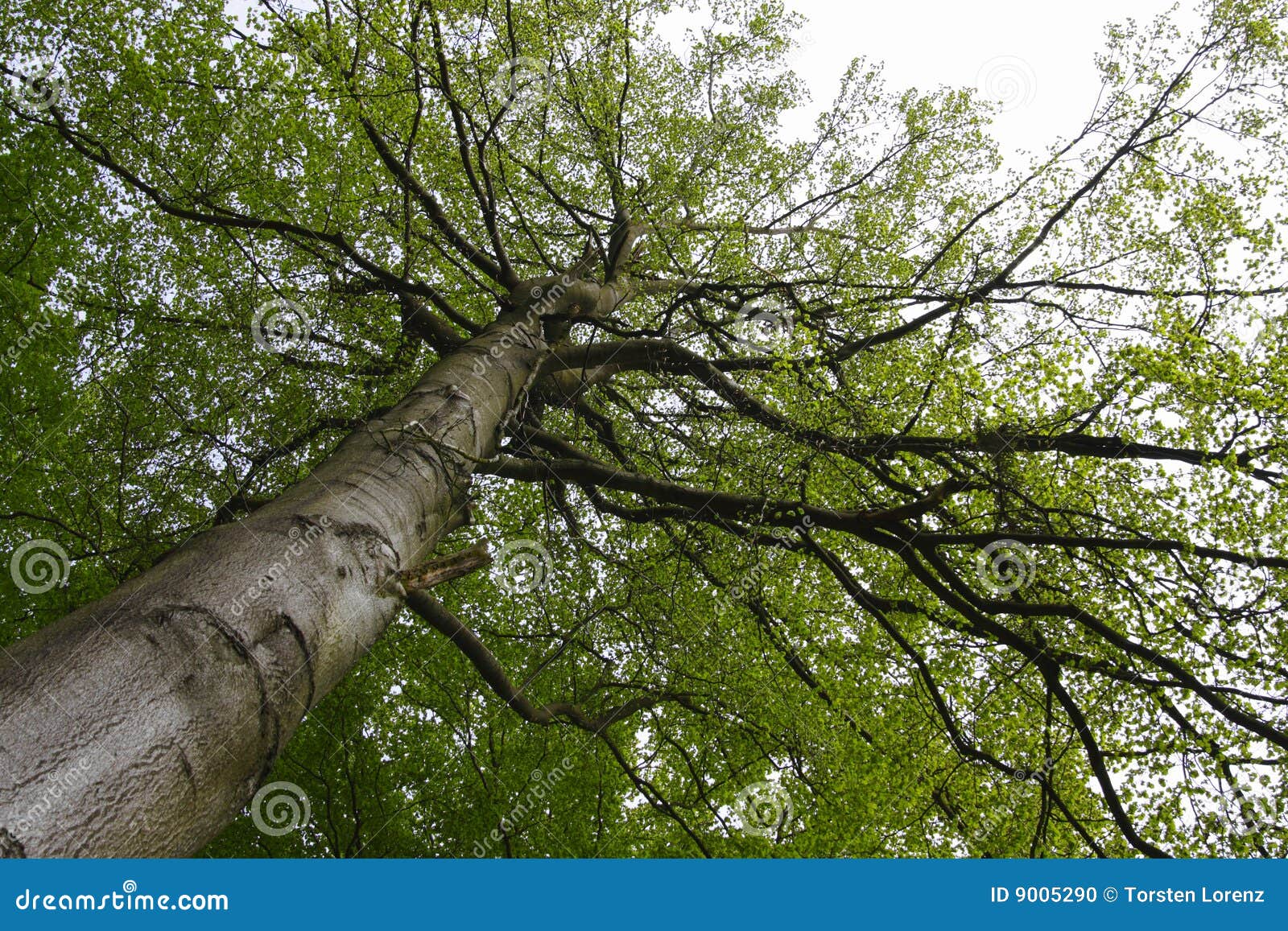 Albero di faggio fotografia stock. Immagine di esterno - 9005290