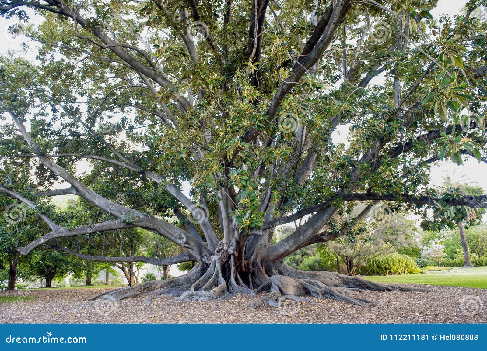 Albero Di Ficus, Perth, Australia Immagine Stock - Immagine di ...