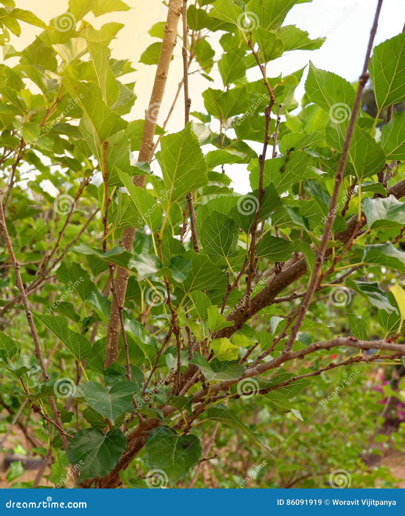 Albero di gelso immagine stock. Immagine di verde, agricoltura - 86091919