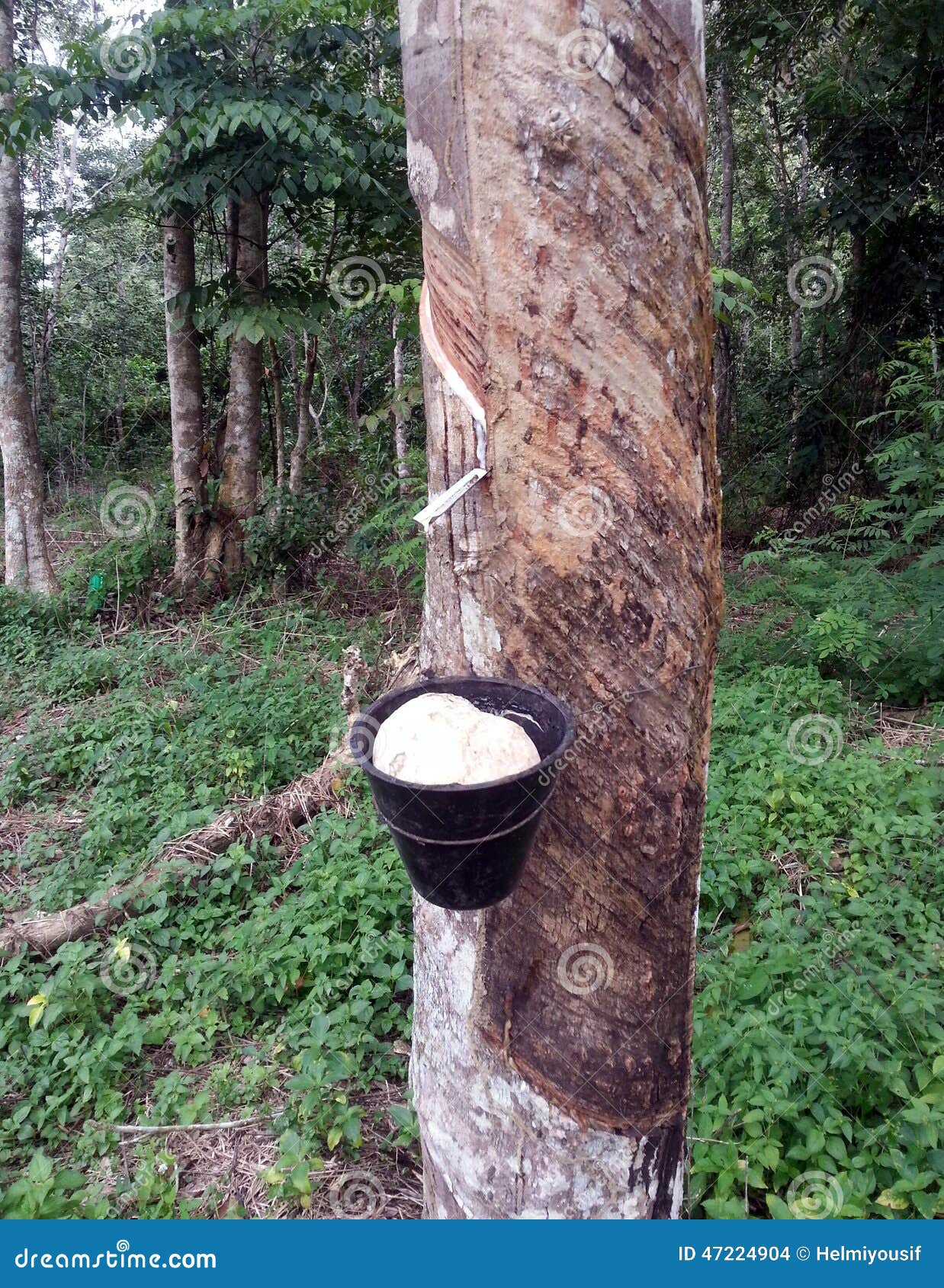 Albero di gomma naturale fotografia stock. Immagine di alberi - 47224904