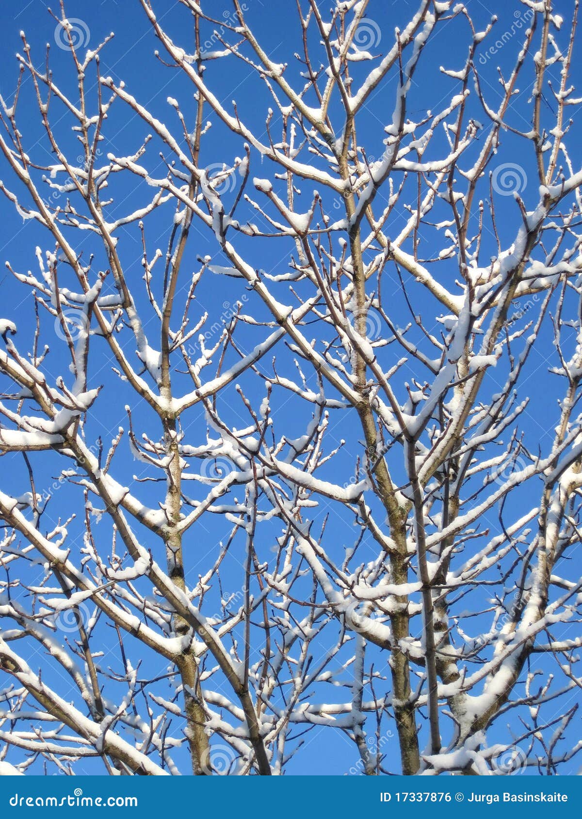 Albero di inverno fotografia stock. Immagine di immagini - 17337876