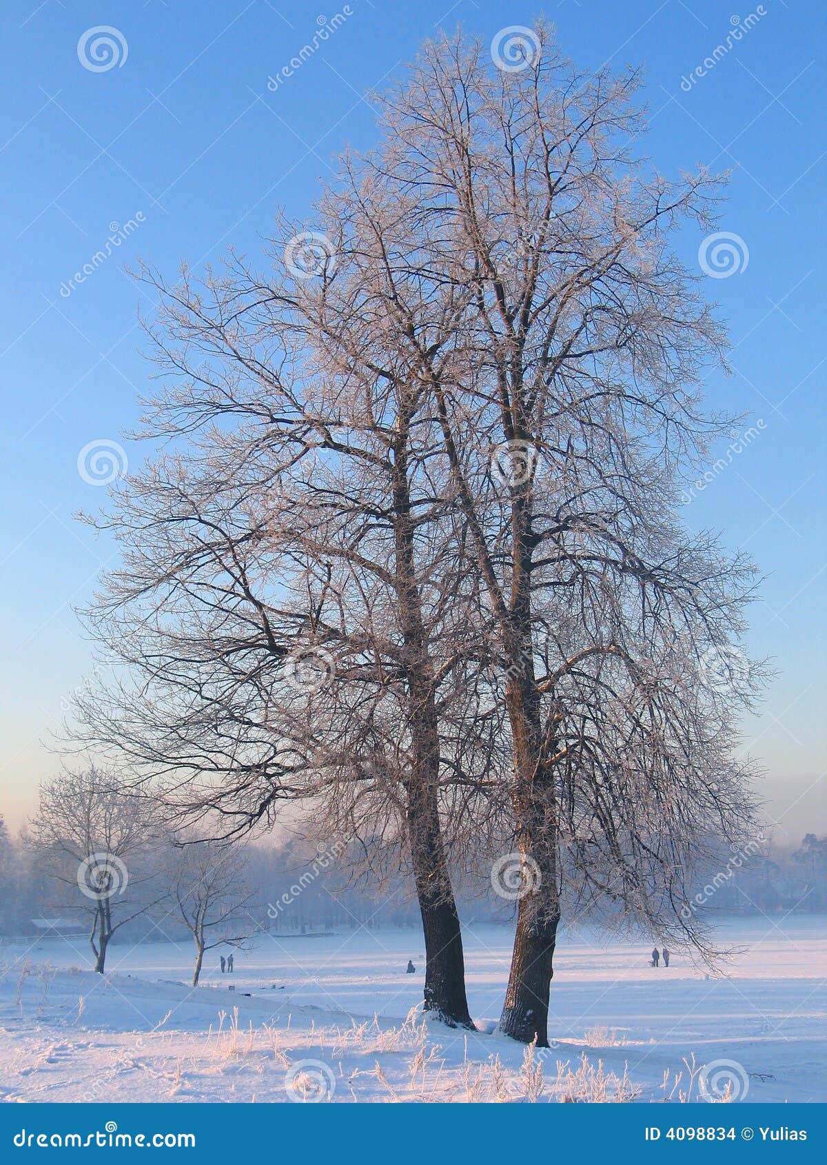 Albero di inverno fotografia stock. Immagine di pianta - 4098834