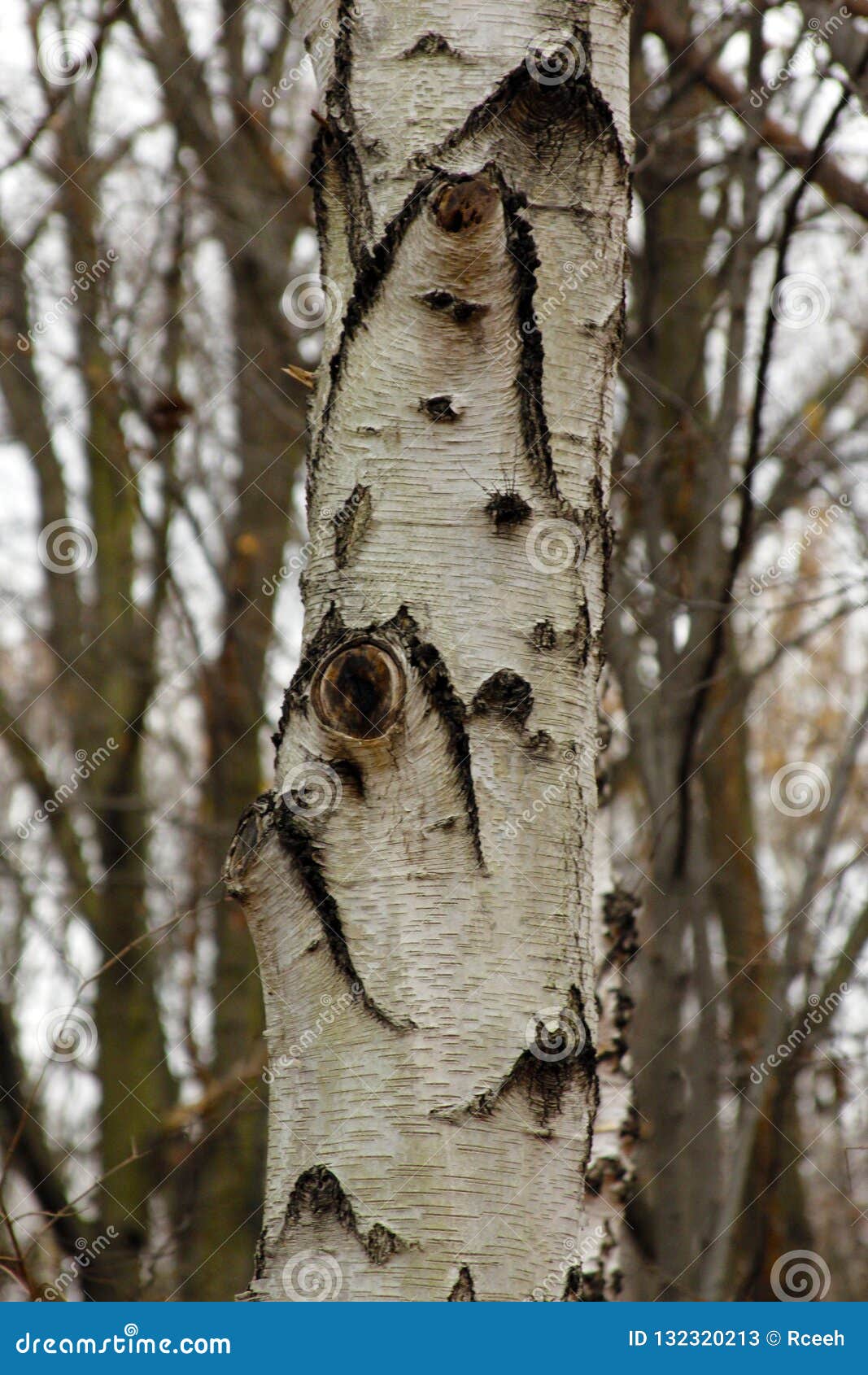 Albero di legno di betulla immagine stock. Immagine di vecchio - 132320213