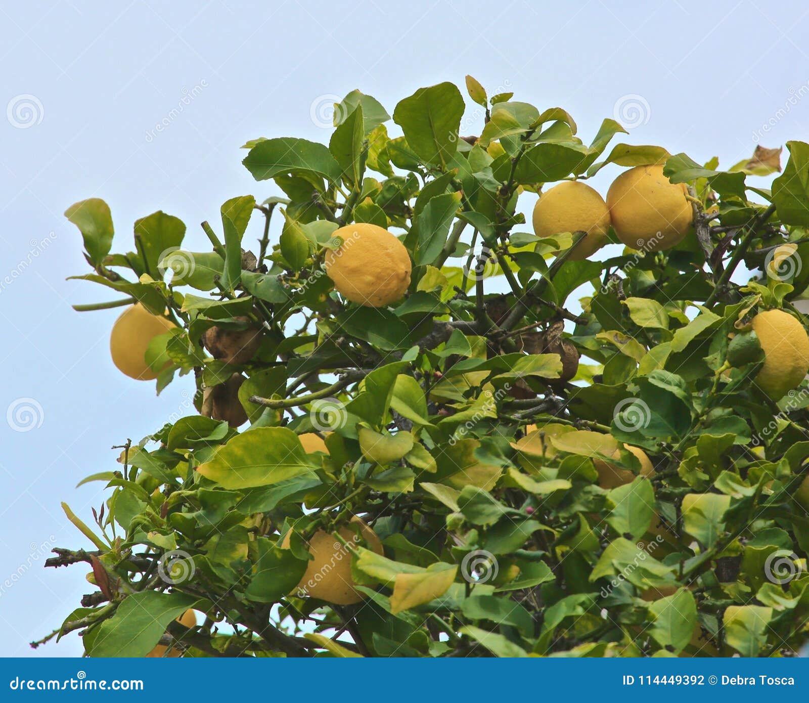 Albero di limone fotografia stock. Immagine di limone - 114449392