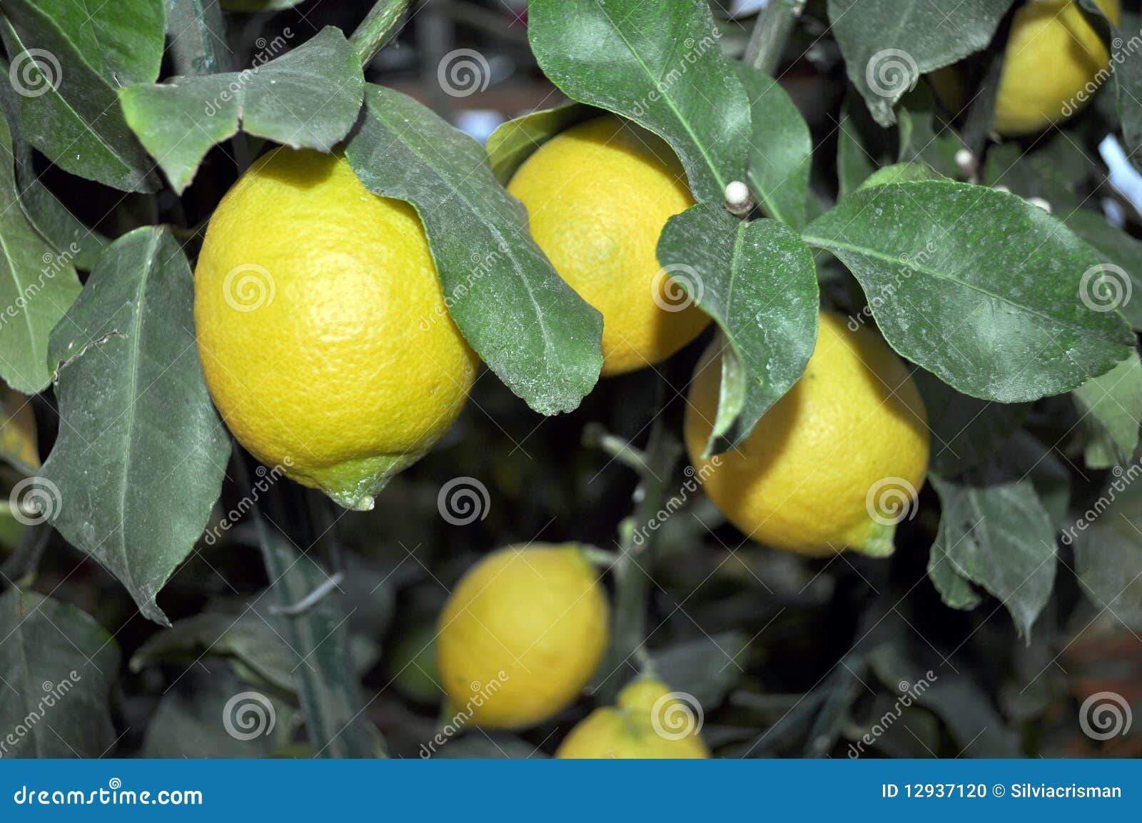 Albero di limone fotografia stock. Immagine di albero - 12937120