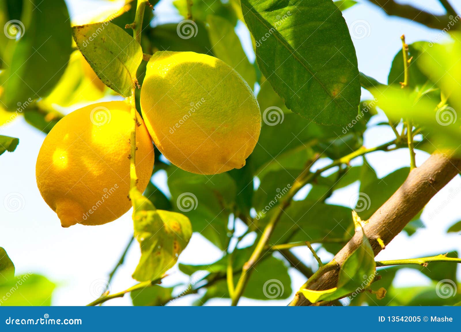 Albero di limone. immagine stock. Immagine di agrume - 13542005