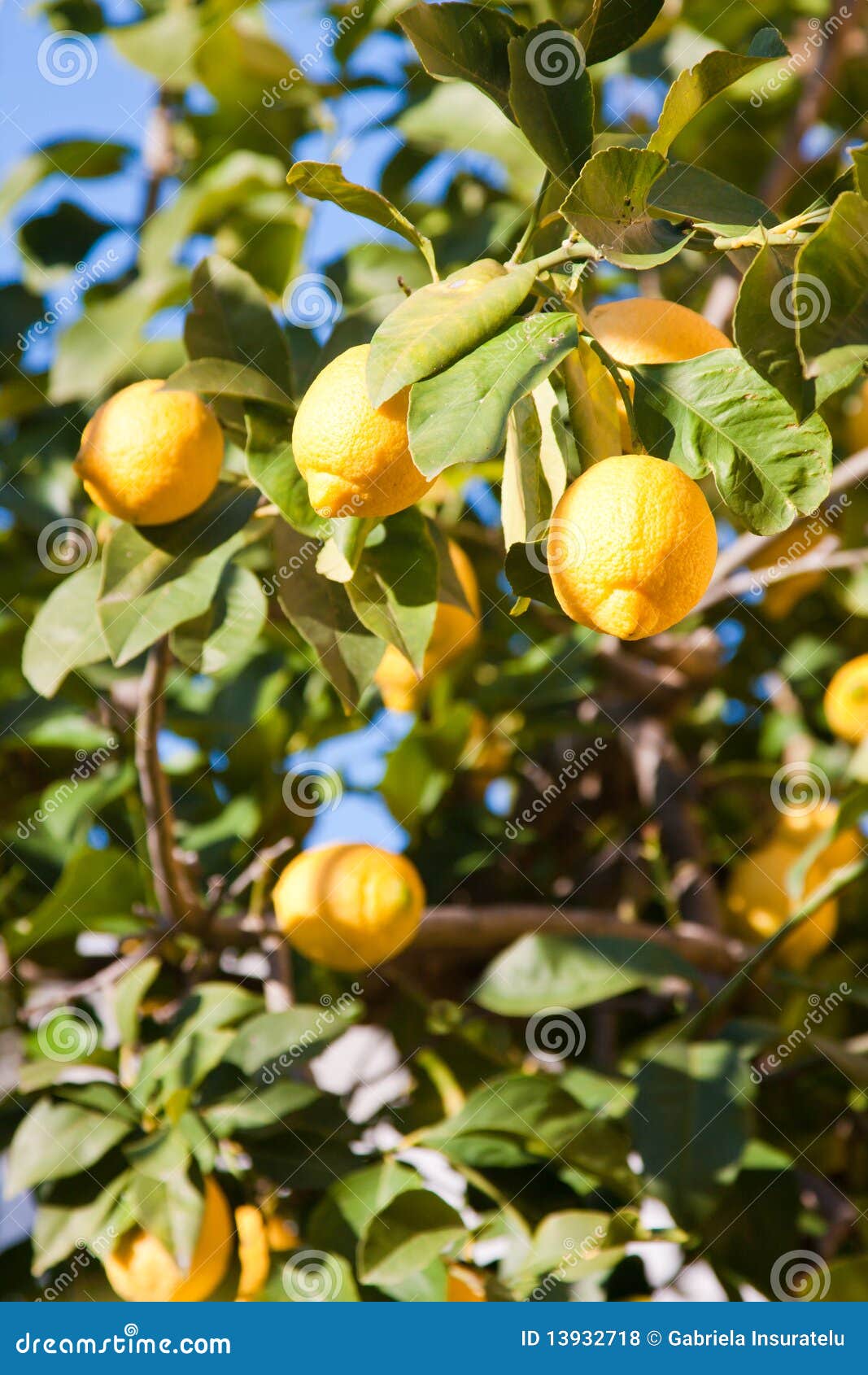 Albero di limone fotografia stock. Immagine di raccolto - 13932718