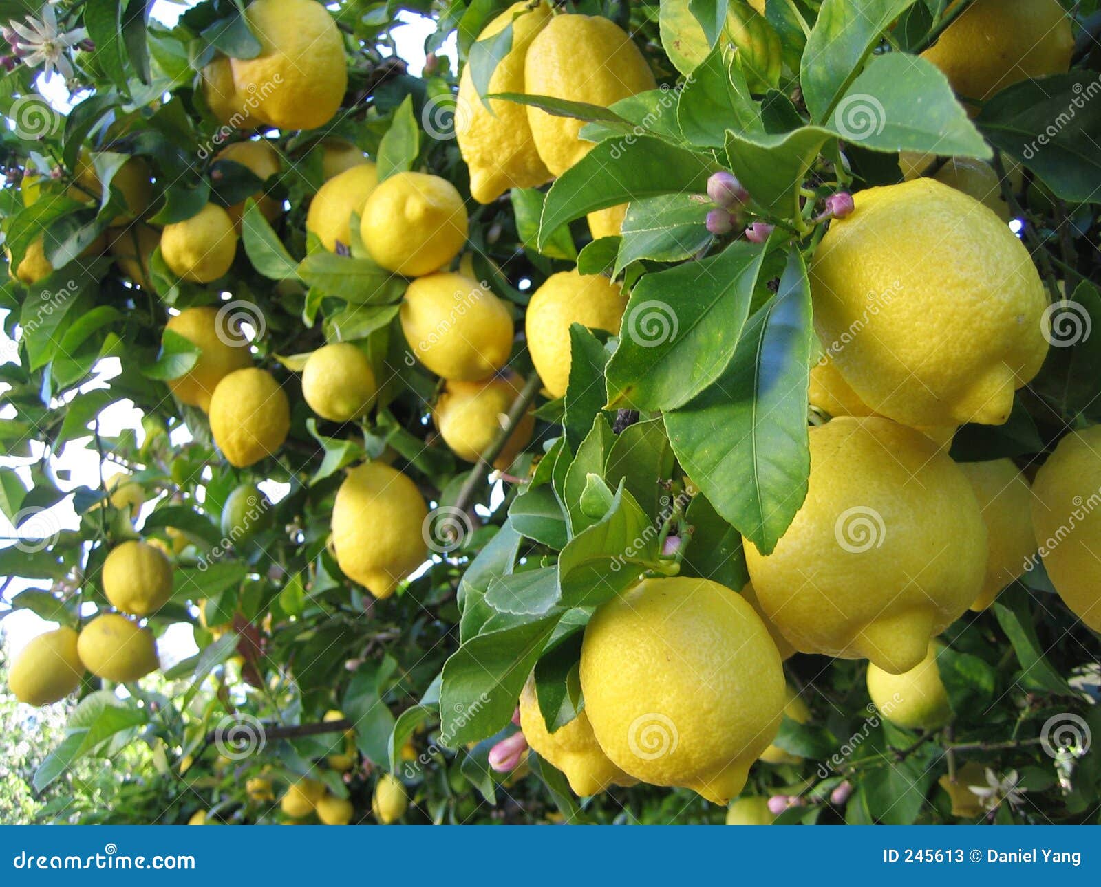 Albero di limone immagine stock. Immagine di agrume, limoni - 245613