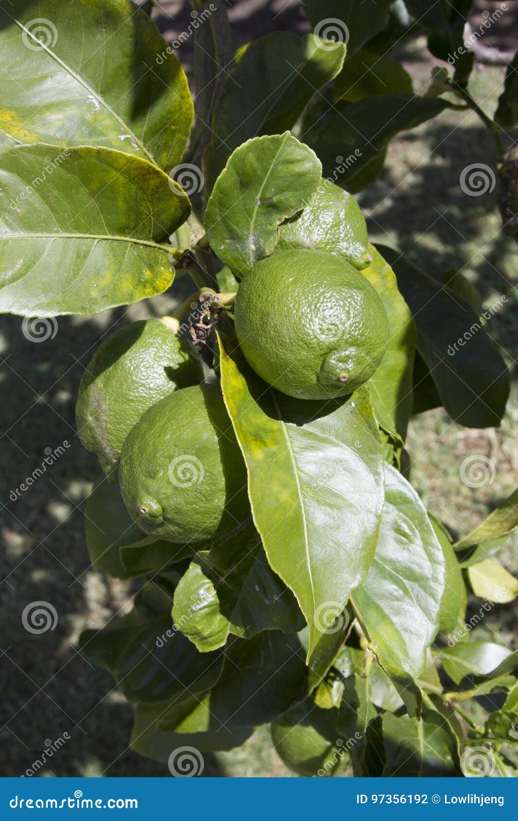 Albero di limone fotografia stock. Immagine di giorno - 97356192