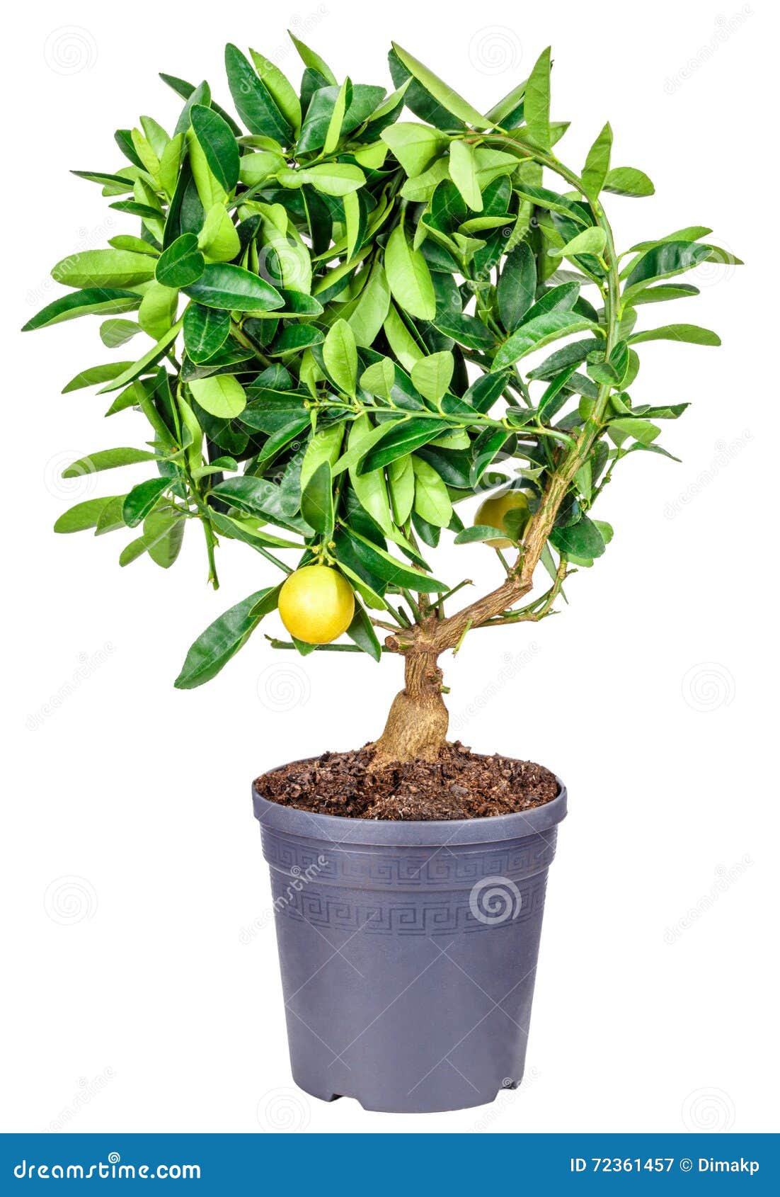Albero Di Limone Isolato Su Bianco Immagine Stock - Immagine di vaso ...