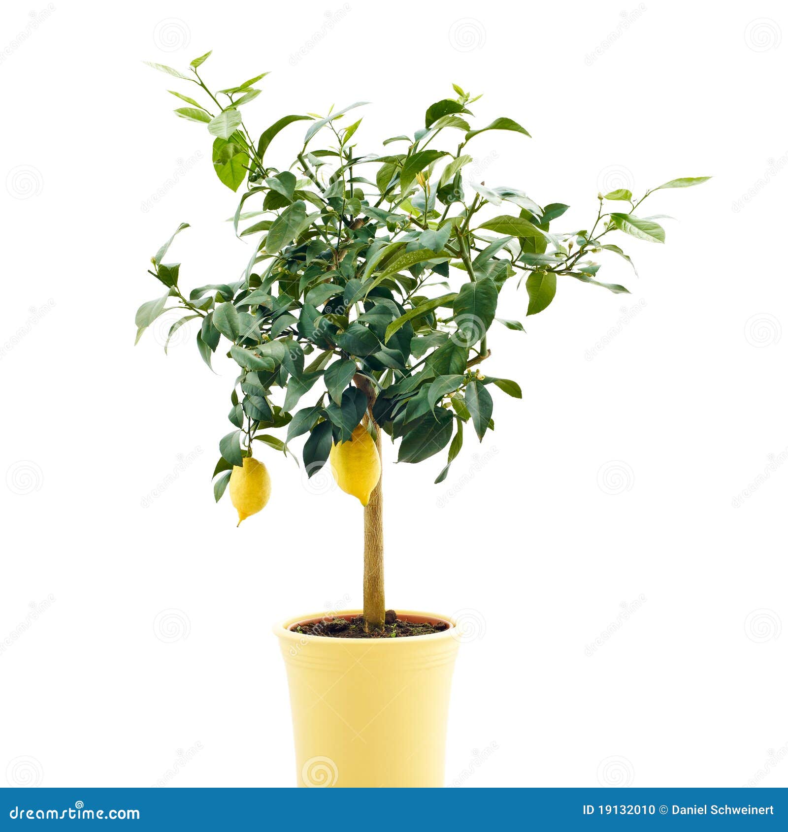 Albero di limone organico fotografia stock. Immagine di agricoltura ...