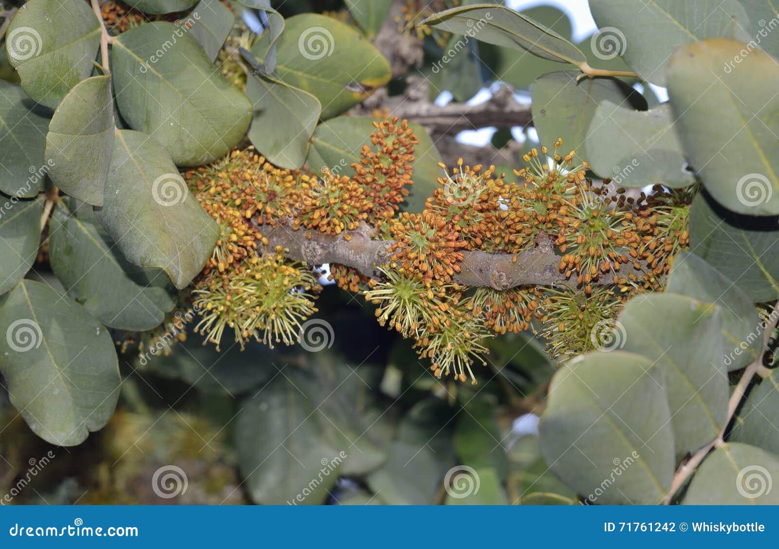 Albero Di Locusta O Della Carruba Fotografia Stock - Immagine di ...