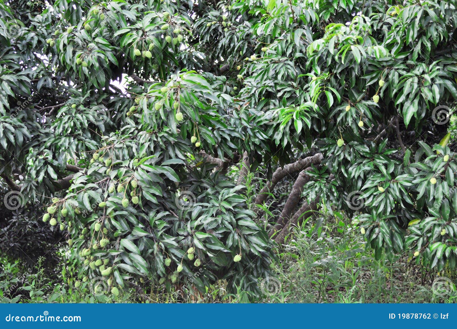 Albero di Lychee fotografia stock. Immagine di chiusura - 19878762