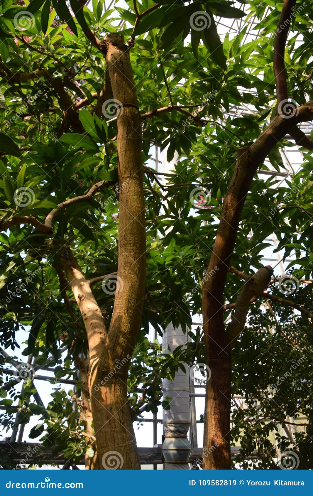 Albero di mango immagine stock. Immagine di pianta, paesaggio - 109582819