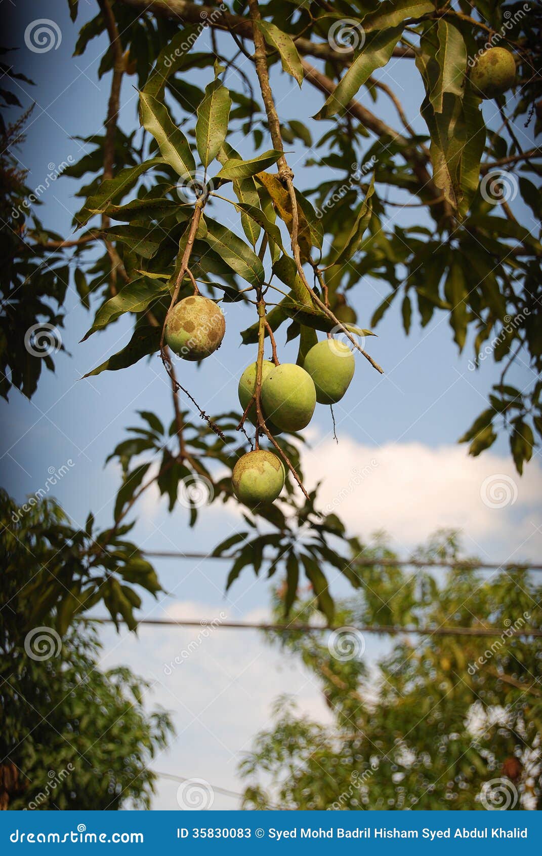 Albero di mango immagine stock. Immagine di ambiente - 35830083