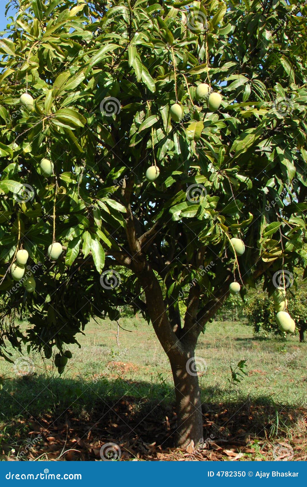 Albero di mango fotografia stock. Immagine di asia, mango - 4782350