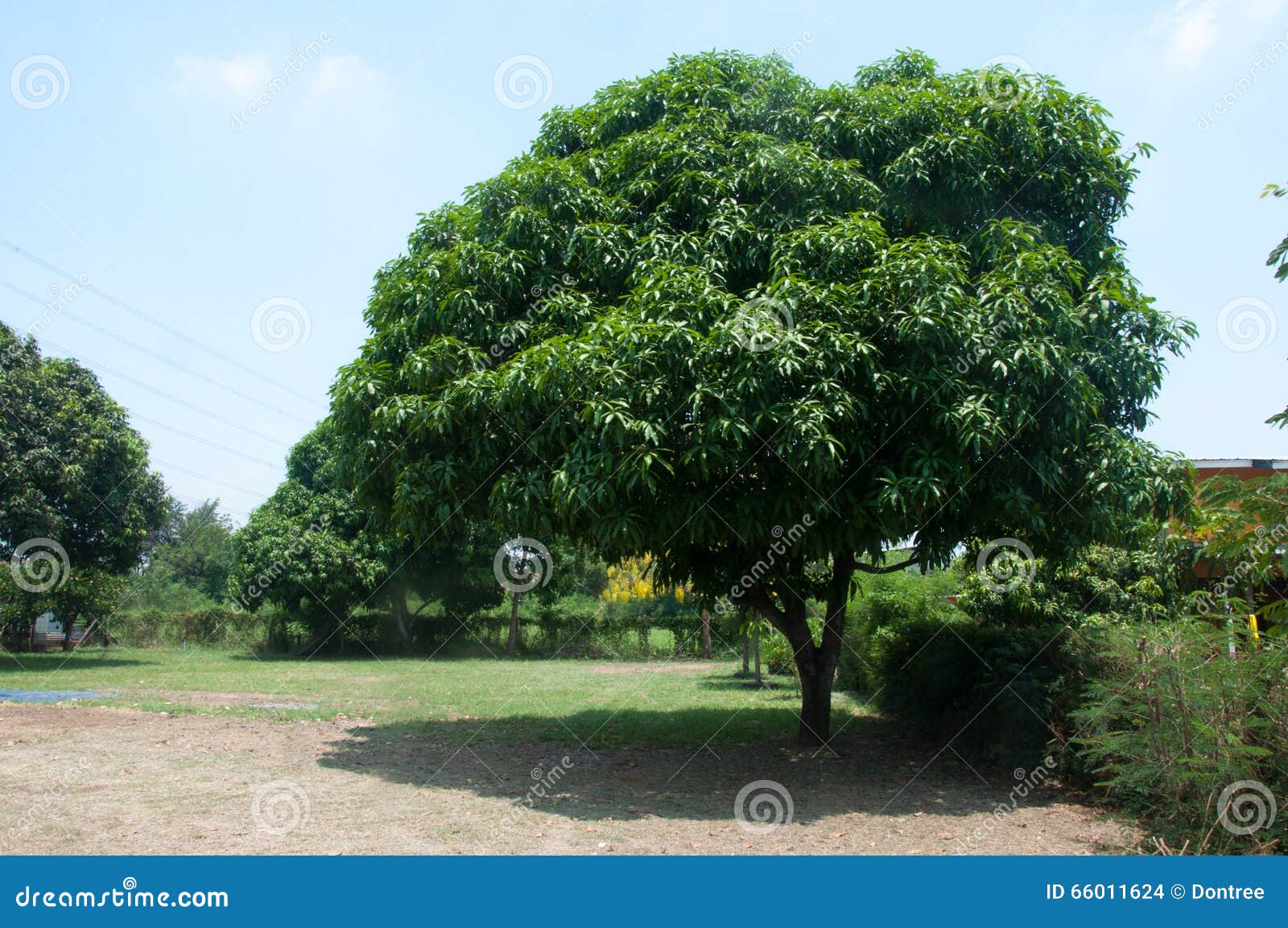 Albero di mango fotografia stock. Immagine di campo, tropicale - 66011624