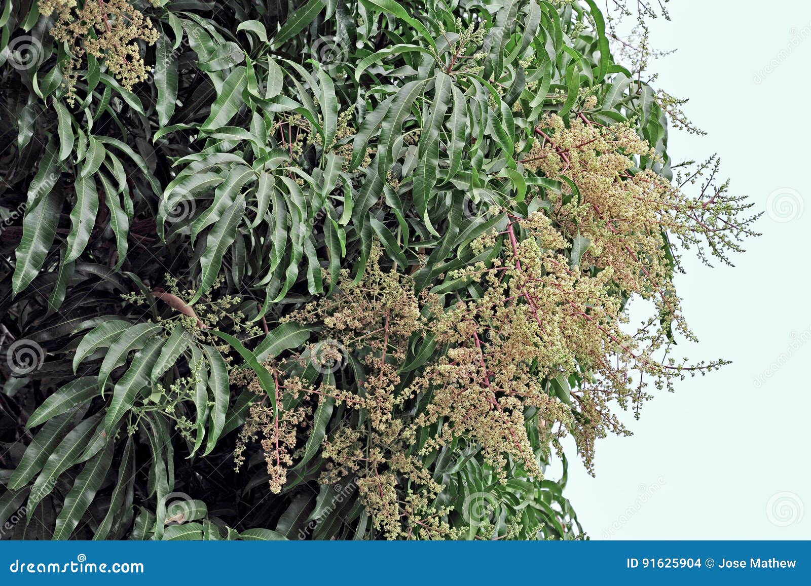 Albero Di Mango in Fioritura Fotografia Stock - Immagine di germogliare ...