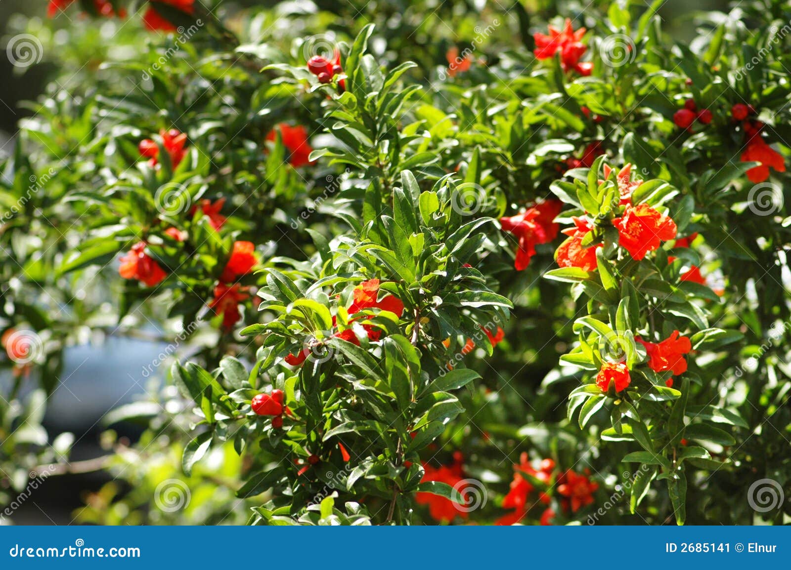 Albero di melograno immagine stock. Immagine di erba, campo - 2685141