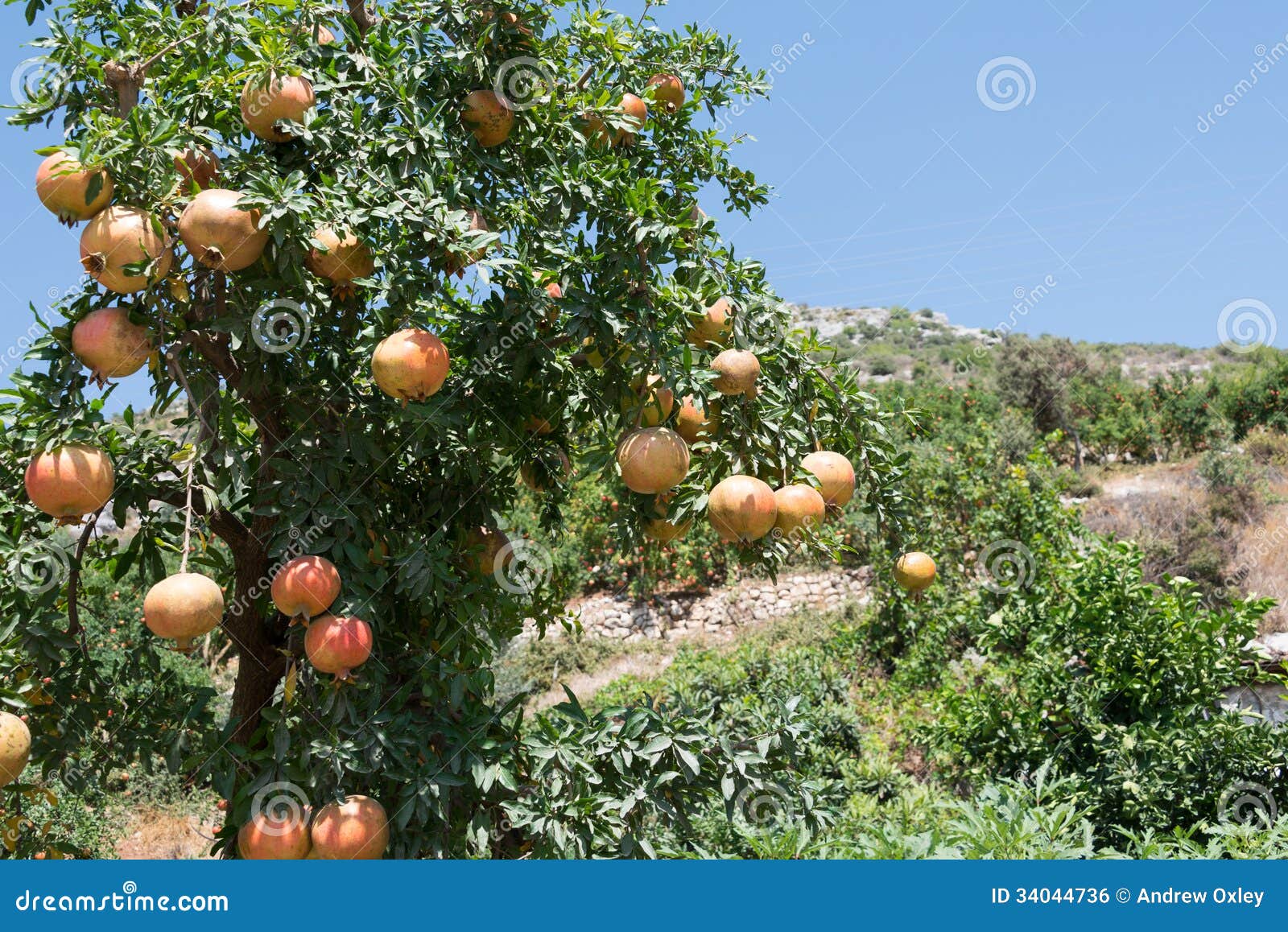 Albero di melograno fotografia stock. Immagine di maturo - 34044736