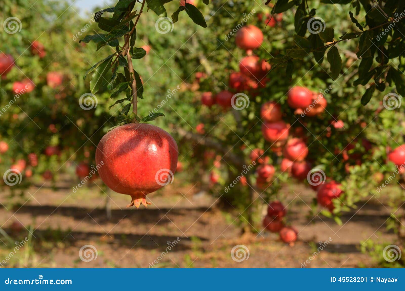 Albero di melograno immagine stock. Immagine di podere - 45528201