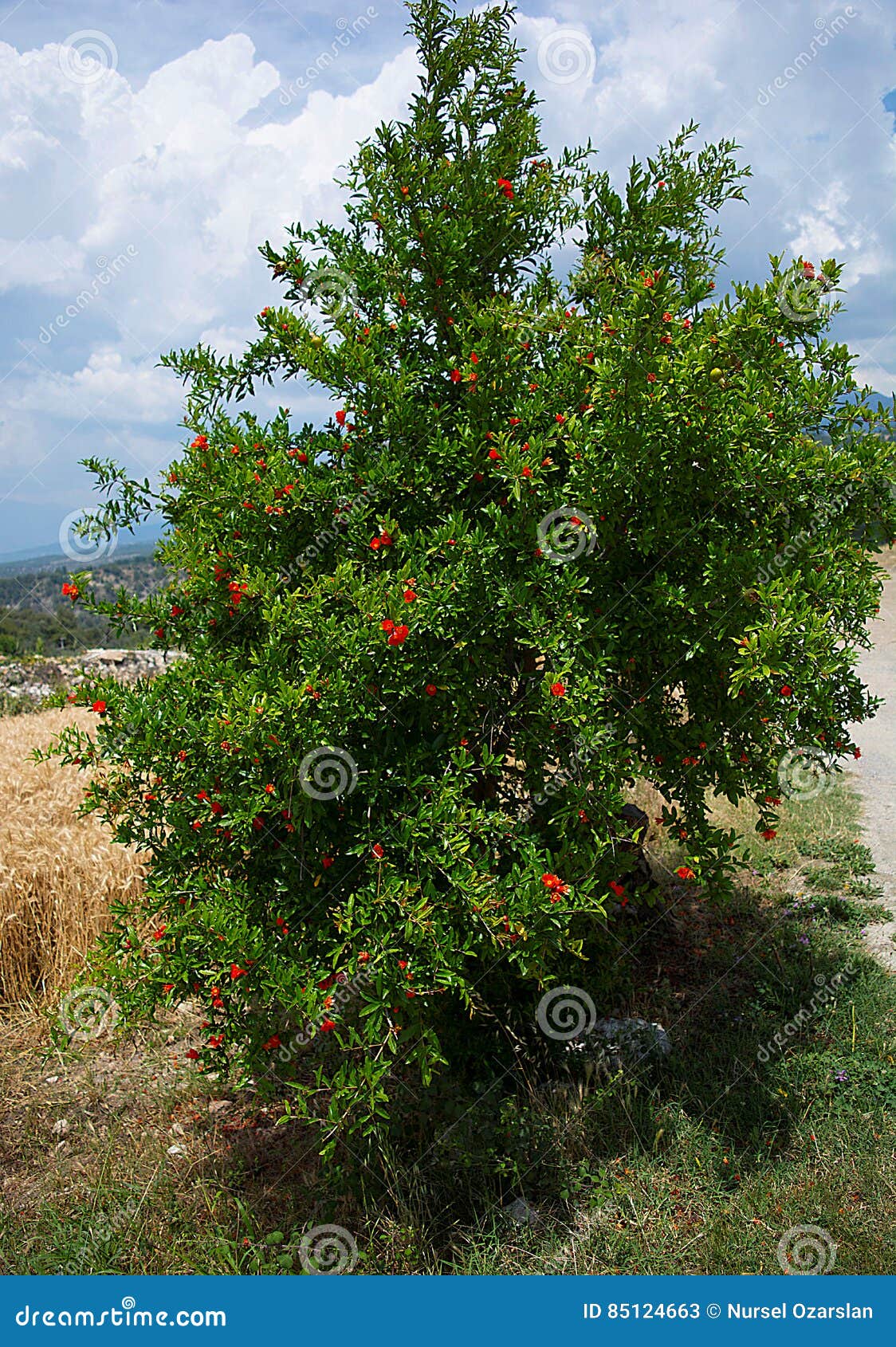 Albero di melograno immagine stock. Immagine di albero - 85124663