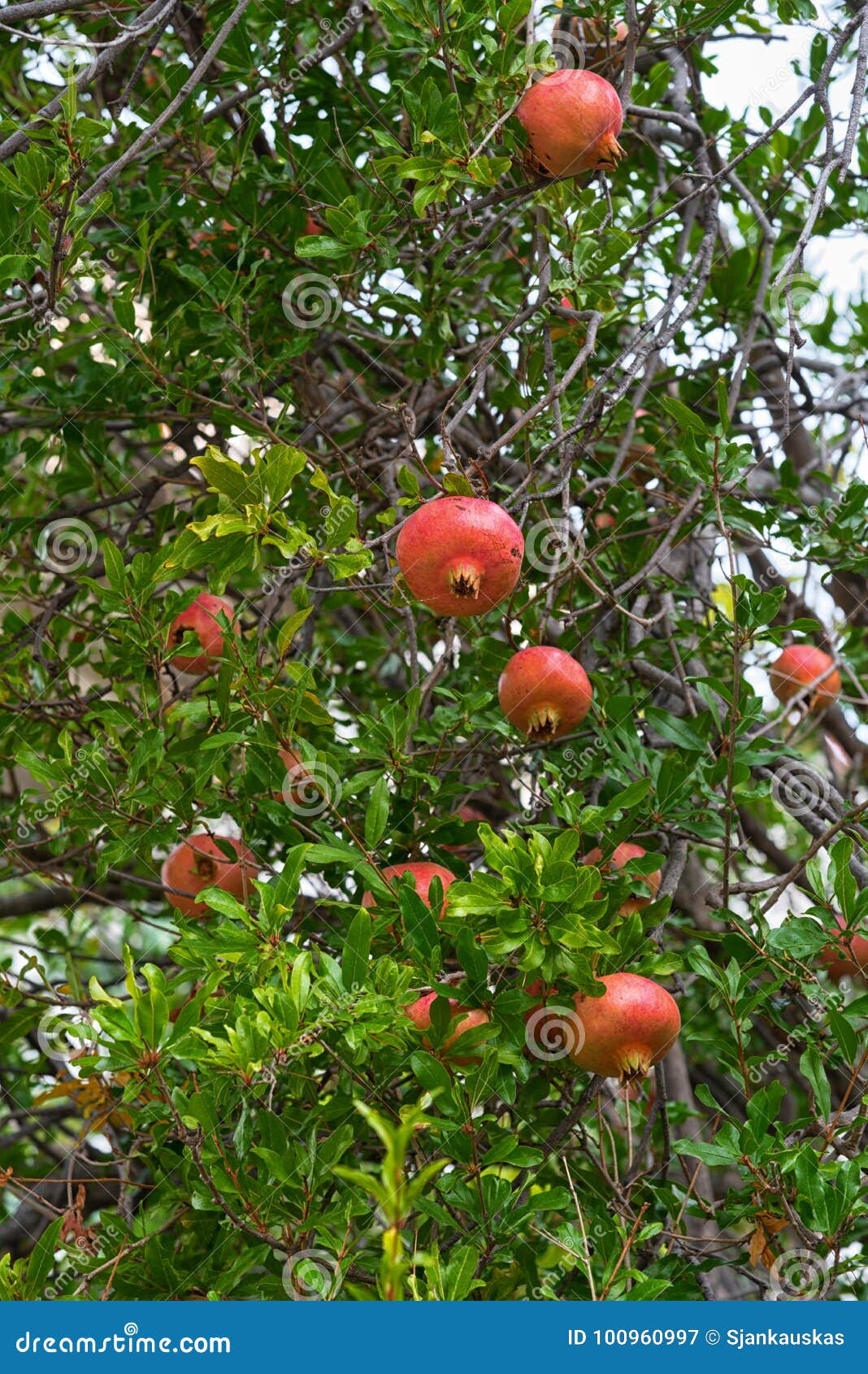 Albero Di Melograno Con I Frutti Stock Images - 142 Photos