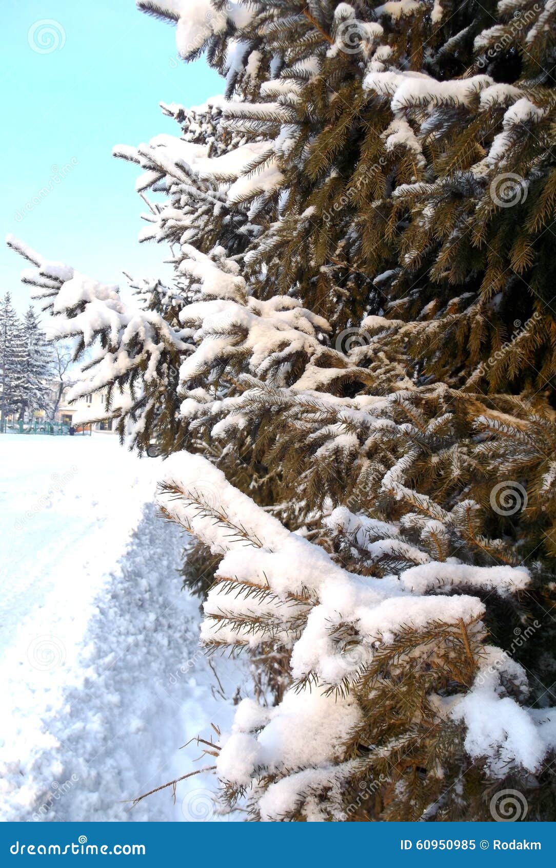 Albero Di Natale Nella Neve Immagine Stock - Immagine di neve, albero ...