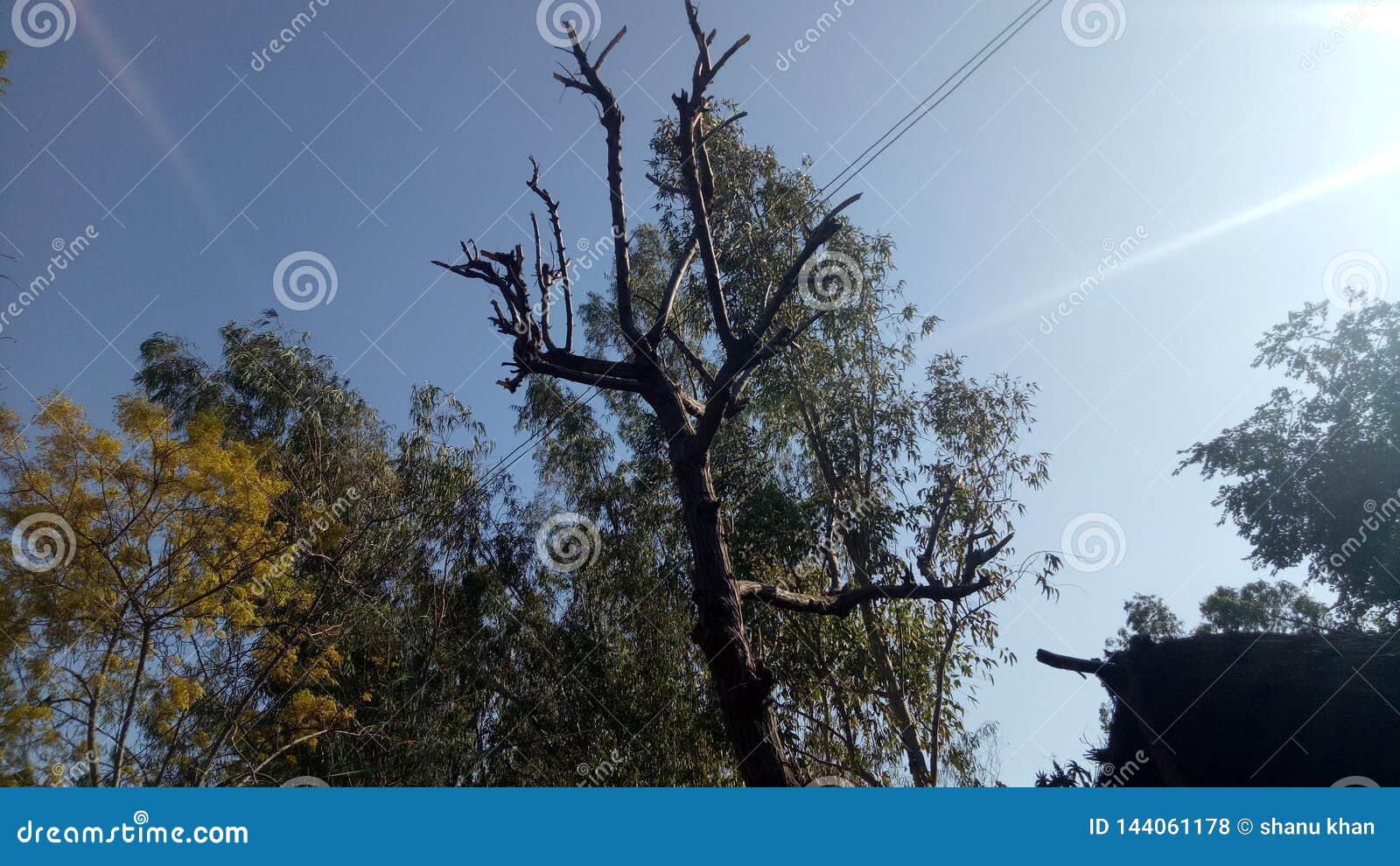 Albero Di Neem Lungo in India Fotografia Stock - Immagine di cielo ...