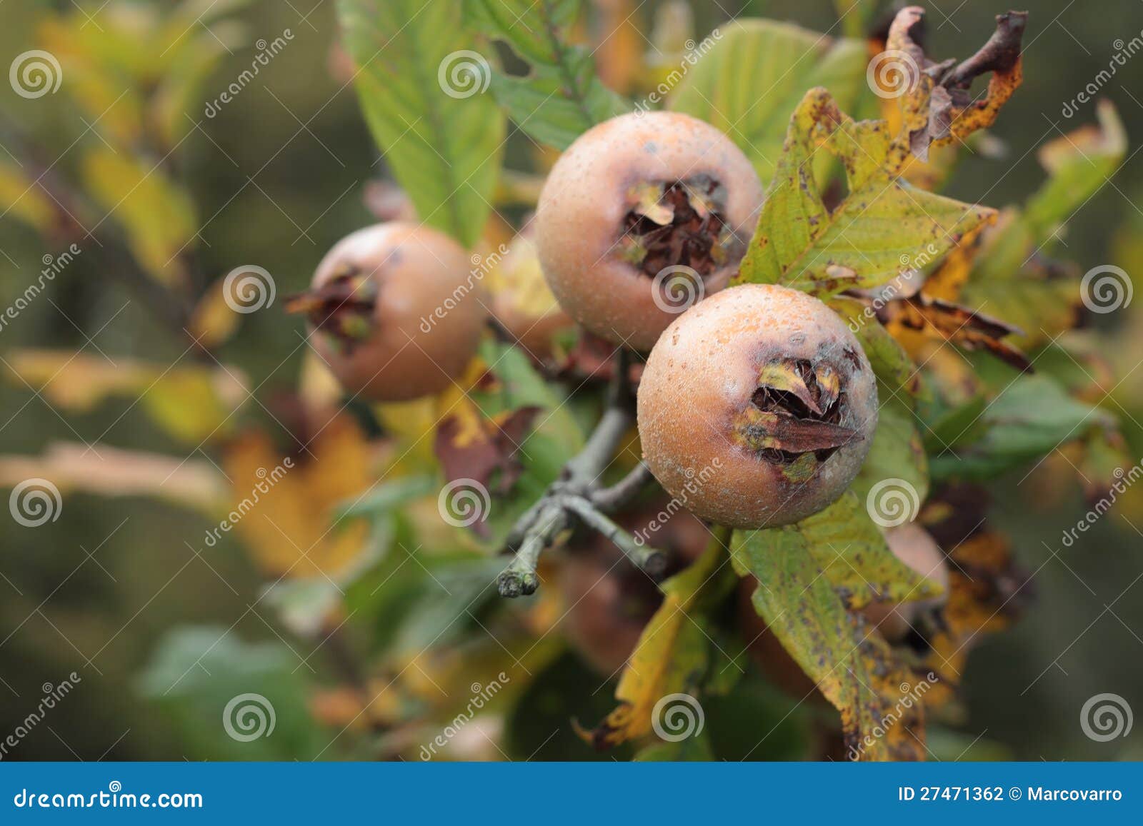 Albero di nespola fotografia stock. Immagine di cinese - 27471362