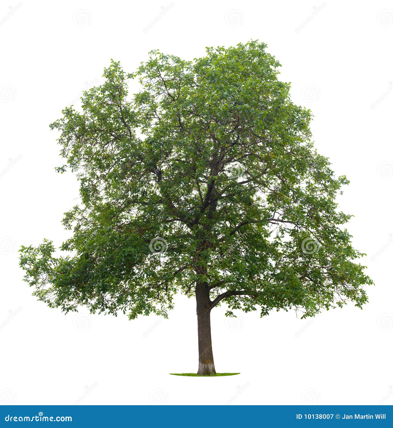 Albero di noce immagine stock. Immagine di sopra, singolo - 10138007