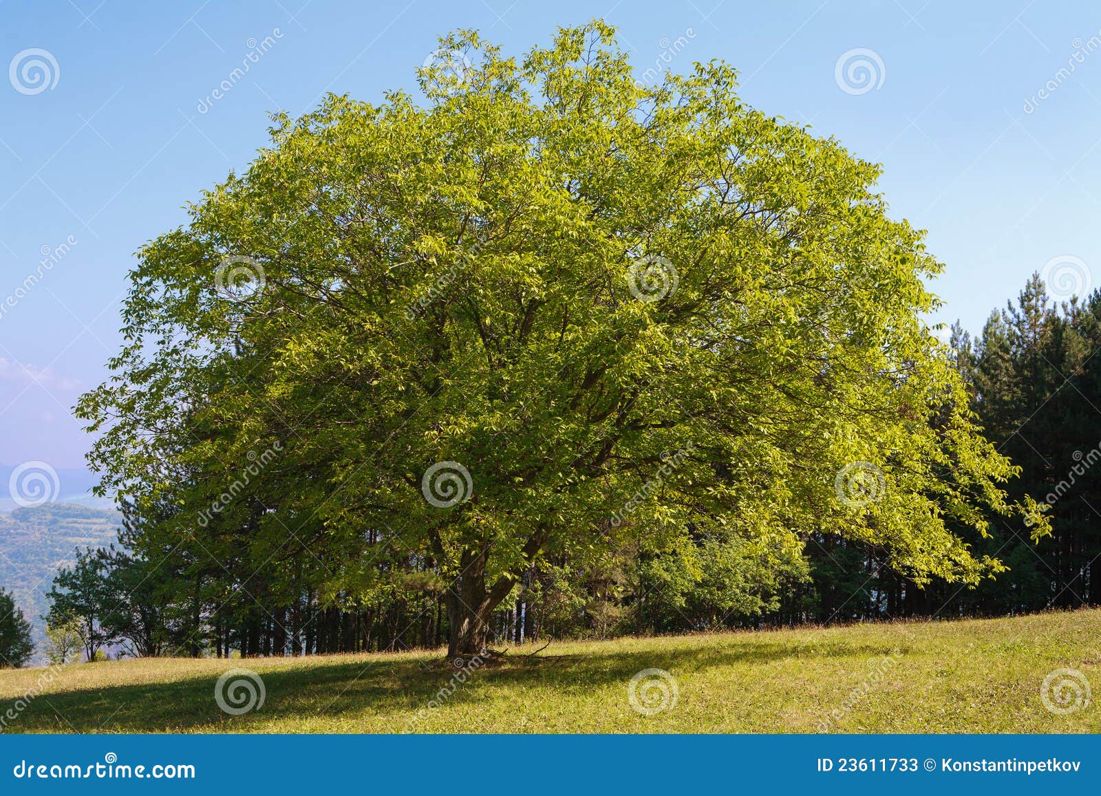 Albero di noce immagine stock. Immagine di stagione, rurale - 23611733