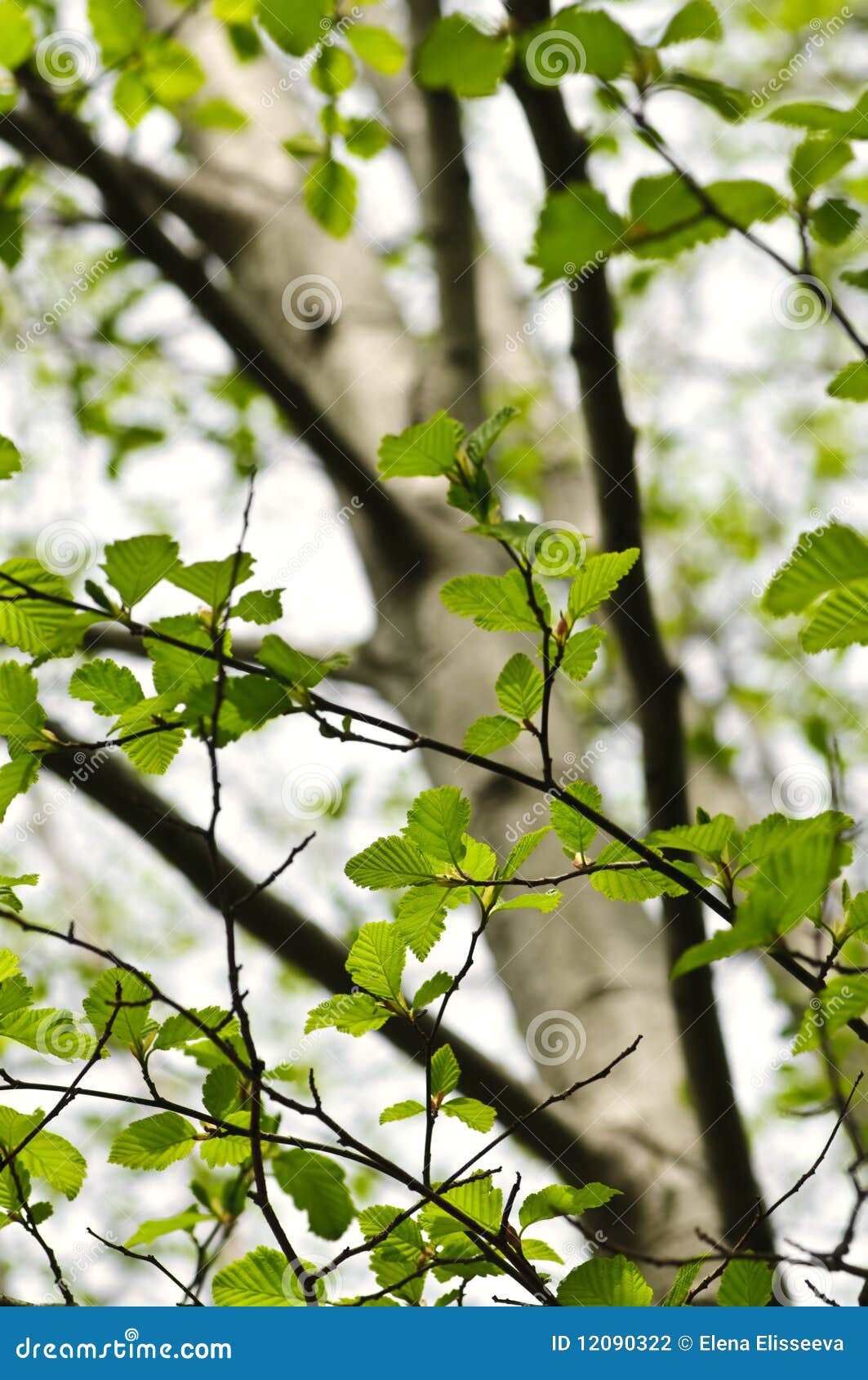 Albero Di Olmo in Primavera Fotografia Stock - Immagine di verde ...