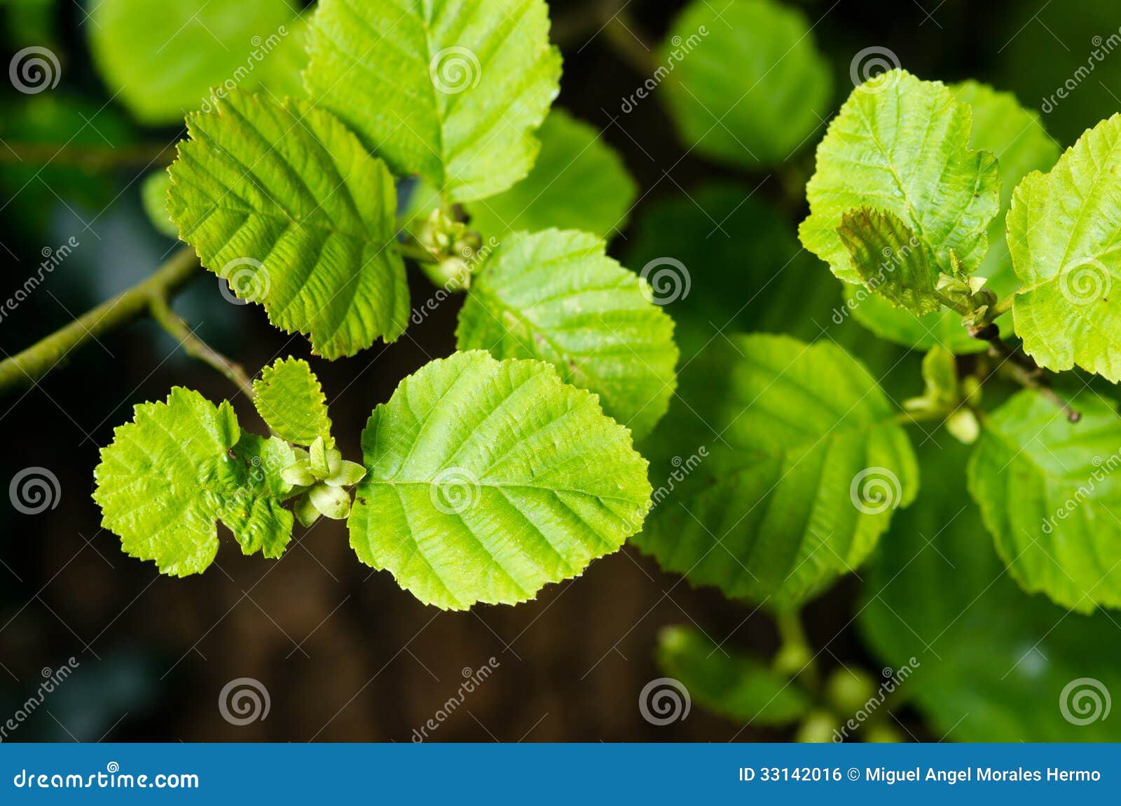 Albero di ontano fotografia stock. Immagine di filiali - 33142016
