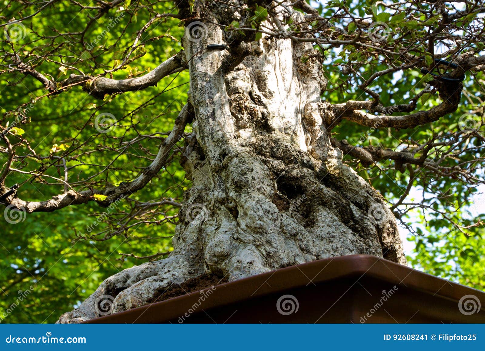 Albero Di Parviflora Di Ulmus Dell'olmo Immagine Stock - Immagine di ... Albero Di Parviflora Di Ulmus Dell'olmo Immagine Stock - Immagine di ...