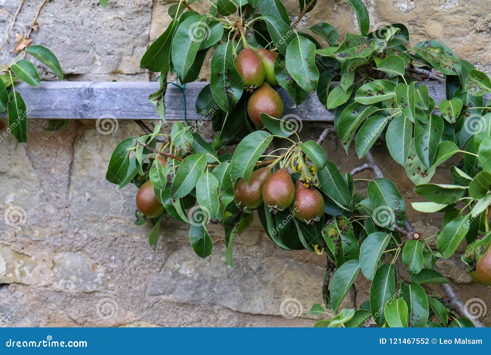 Albero di pera fotografia stock. Immagine di rosso, maturo - 121467552