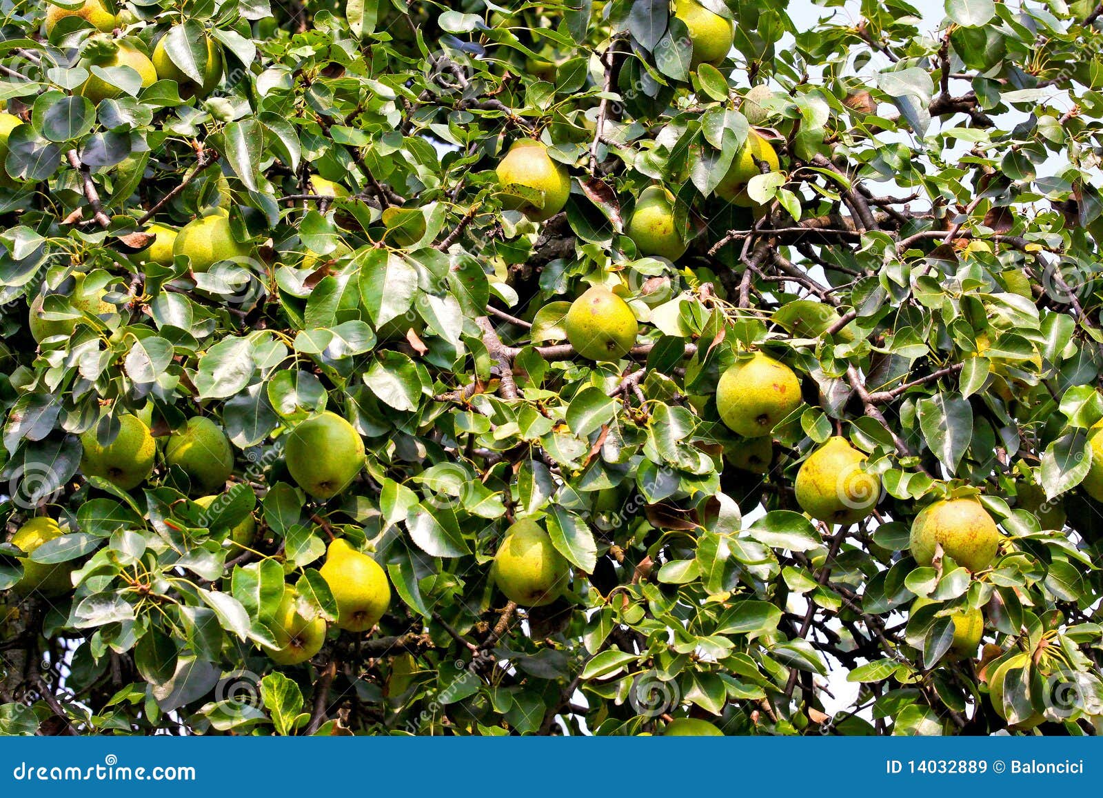 Albero di pera immagine stock. Immagine di alimento, nazionale - 14032889