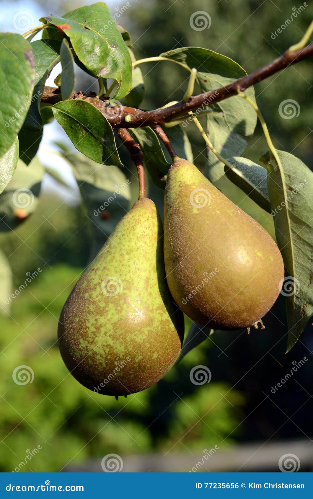 Albero di pera fotografia stock. Immagine di fiore, frutta - 77235656