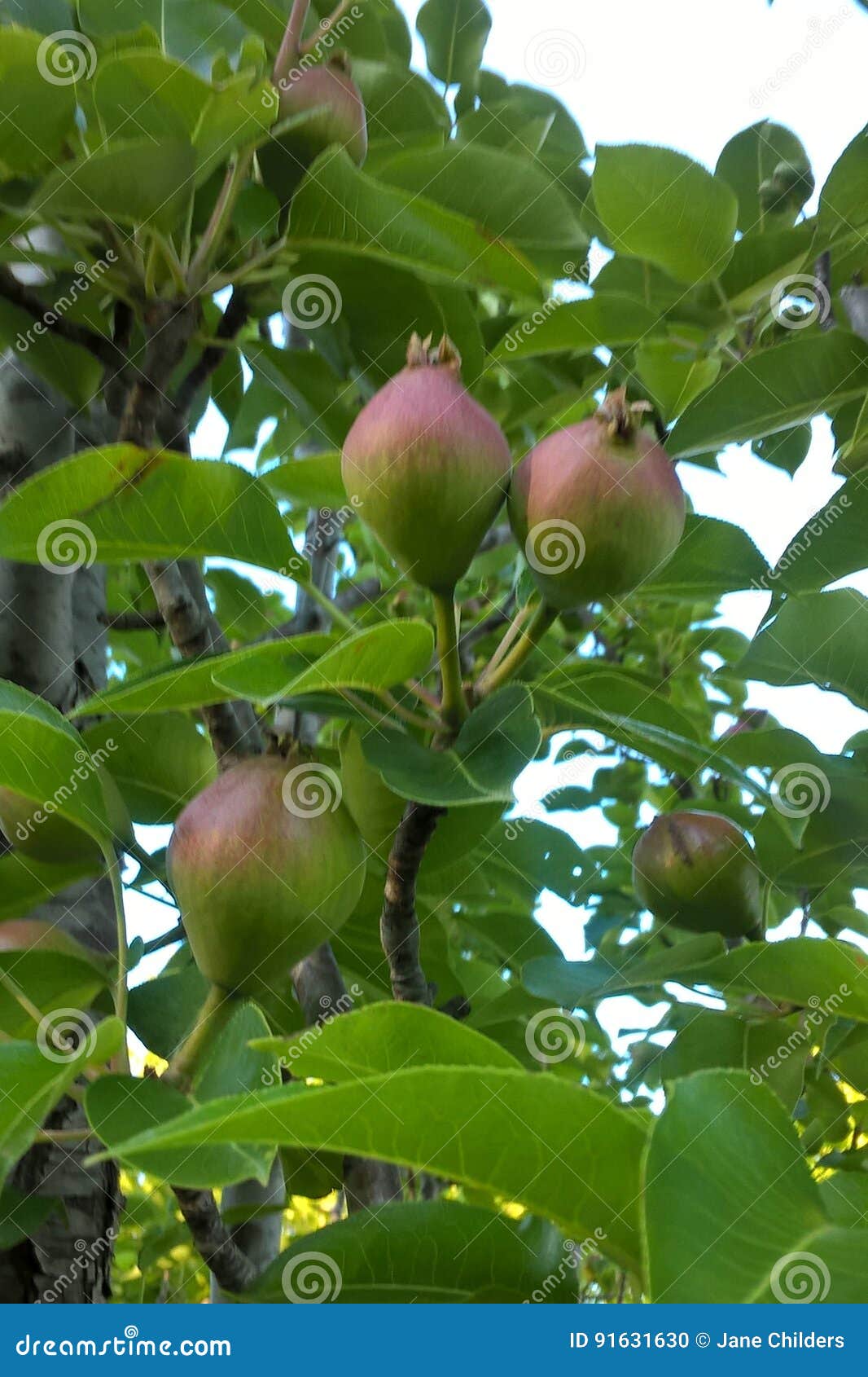 Albero di pera fotografia stock. Immagine di giardinaggio - 91631630