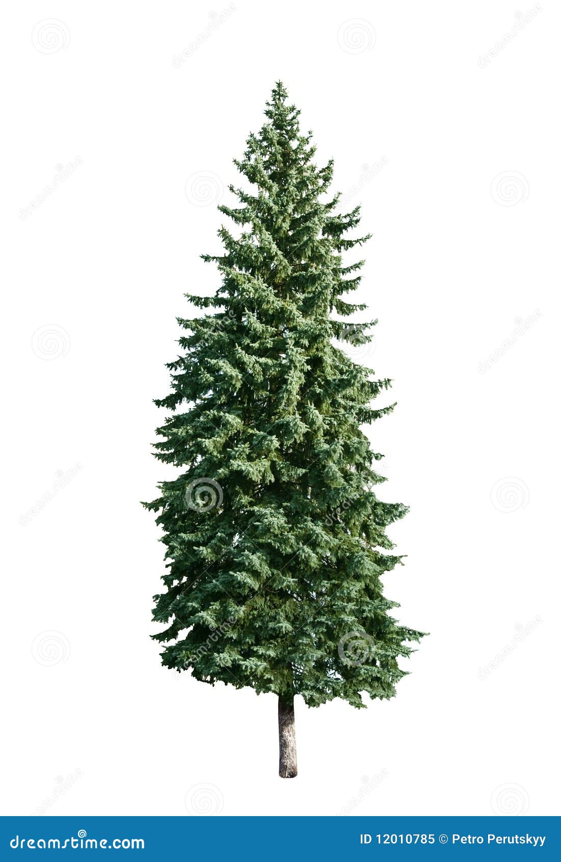 Albero di pino immagine stock. Immagine di ramoscello - 12010785