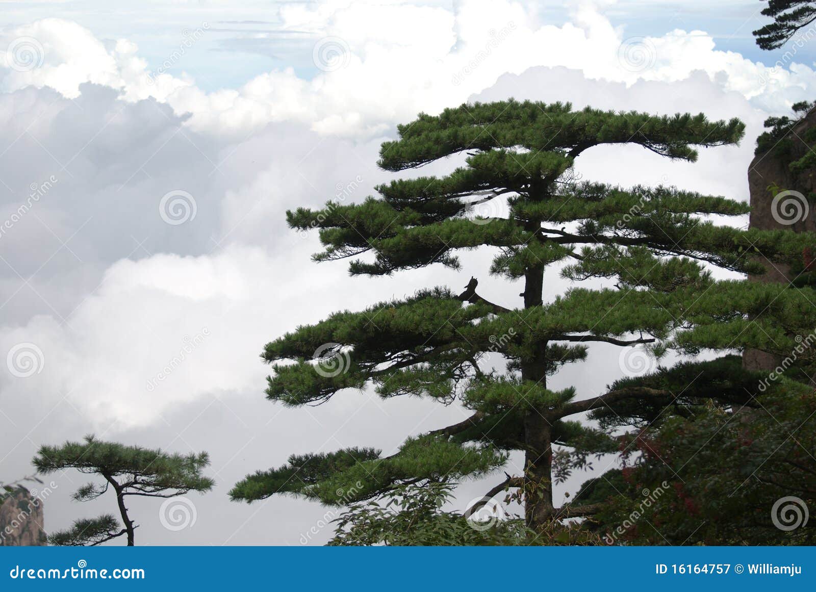 Albero di pino immagine stock. Immagine di supporto, montagna - 16164757