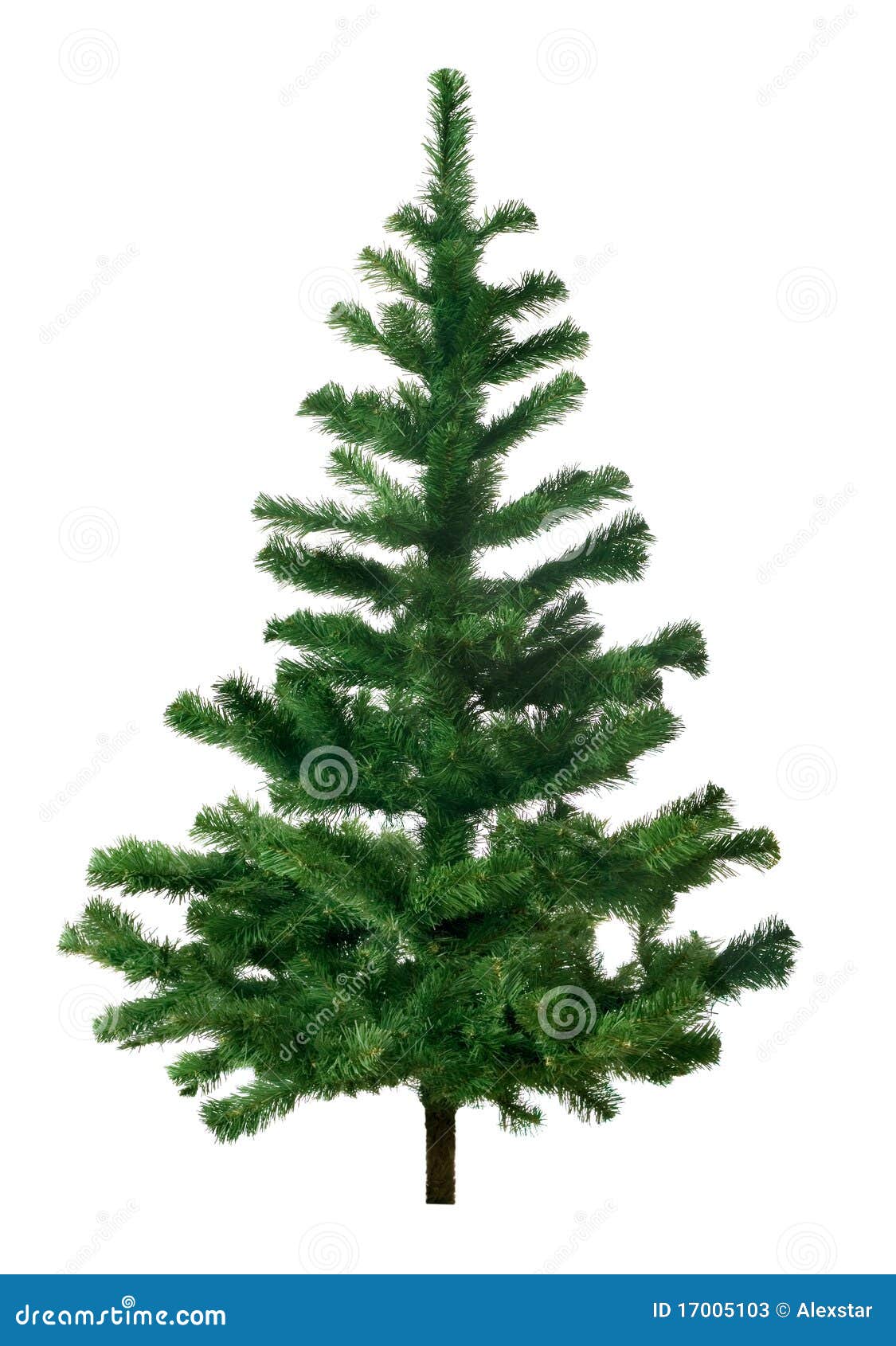 Albero di pino immagine stock. Immagine di albero, verde - 17005103