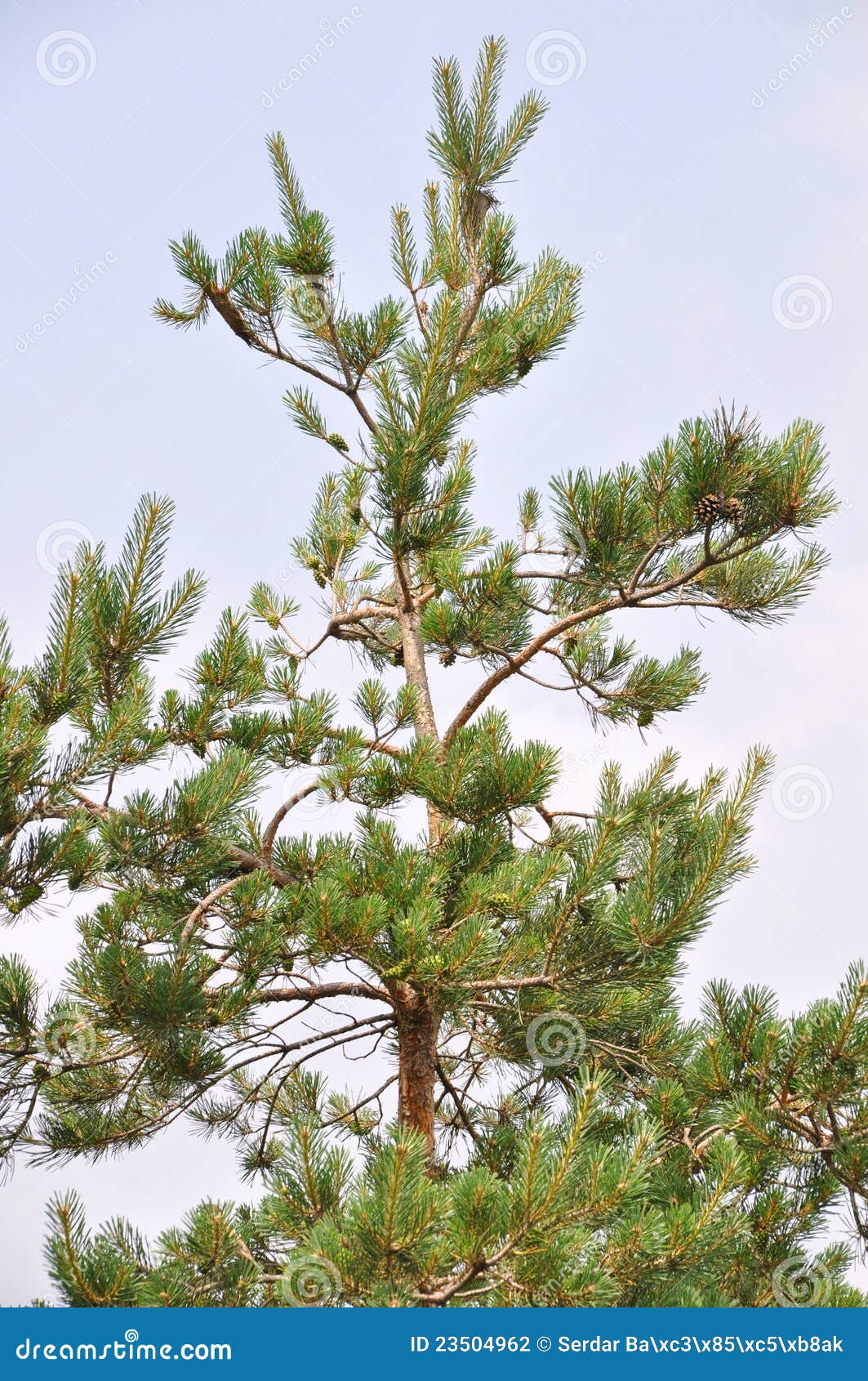 Albero di pino fotografia stock. Immagine di sempreverde - 23504962