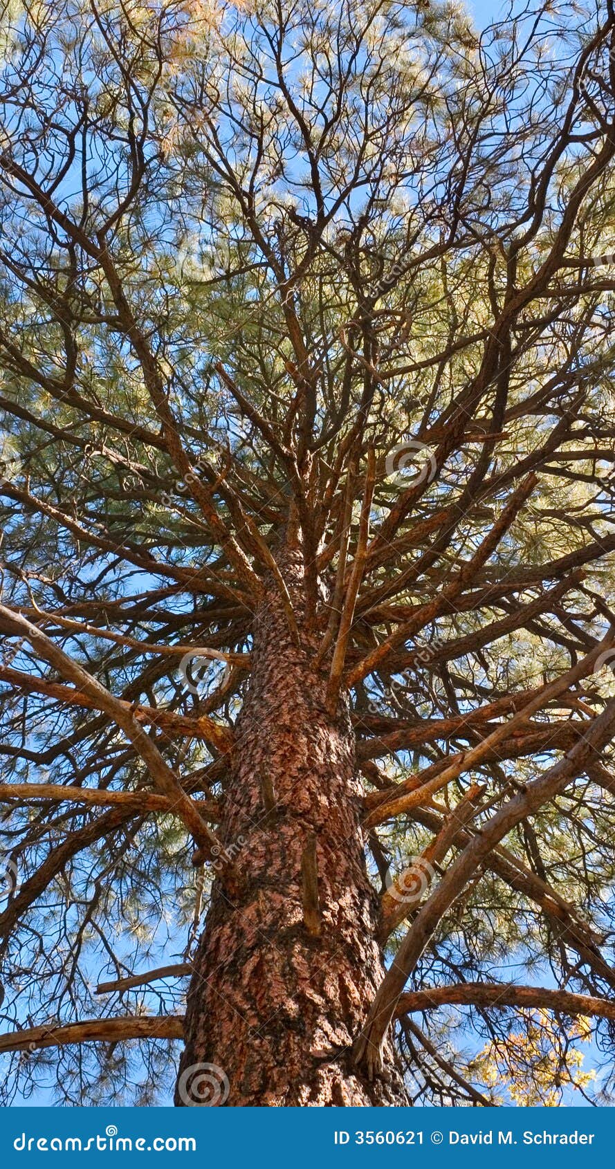 Albero di pino immagine stock. Immagine di struttura, alto - 3560621
