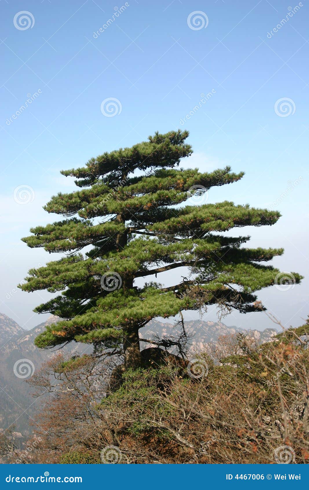 Albero di pino fotografia stock. Immagine di pietra, roccia - 4467006