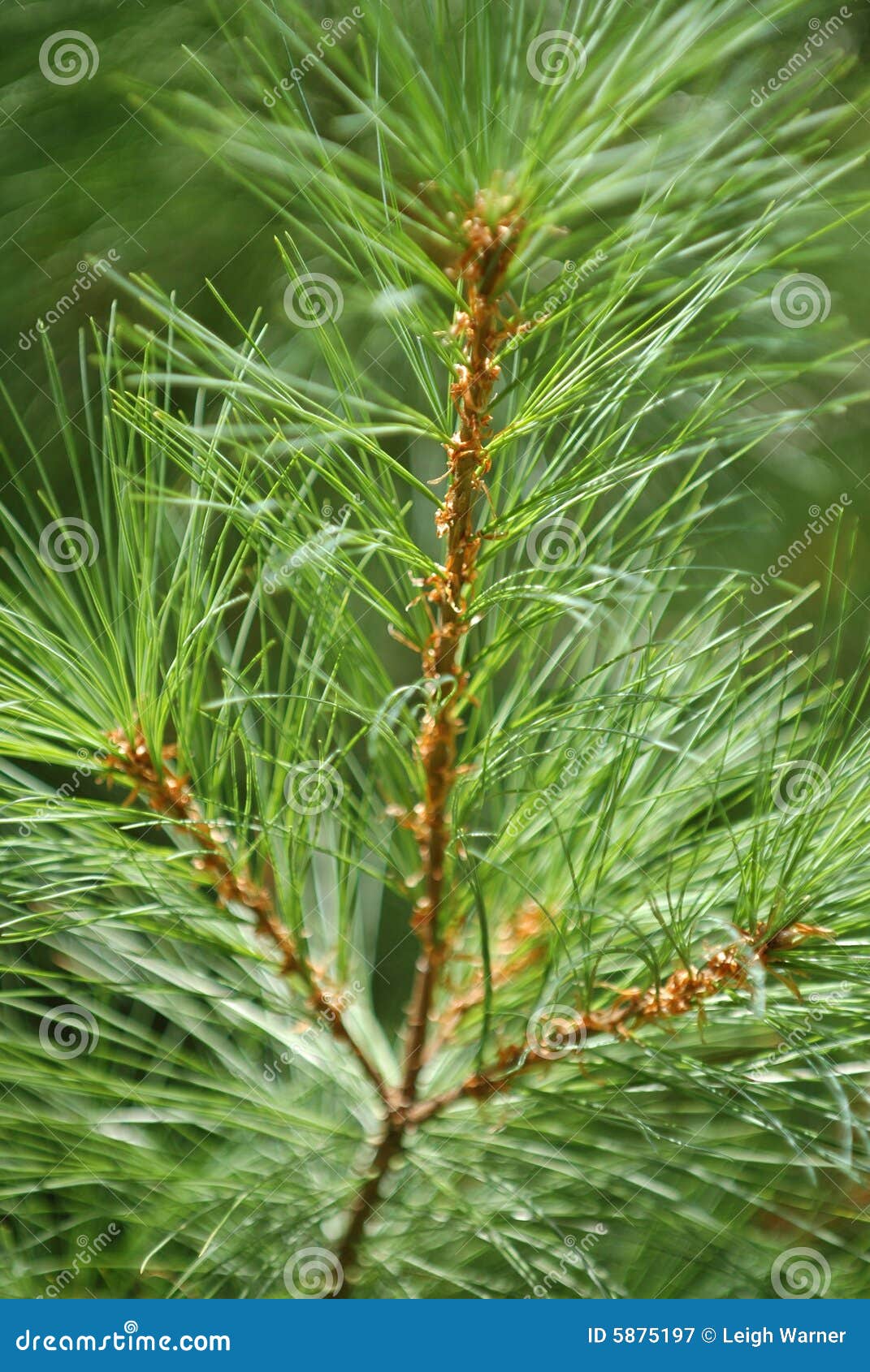 Albero di pino immagine stock. Immagine di pino, inverno - 5875197