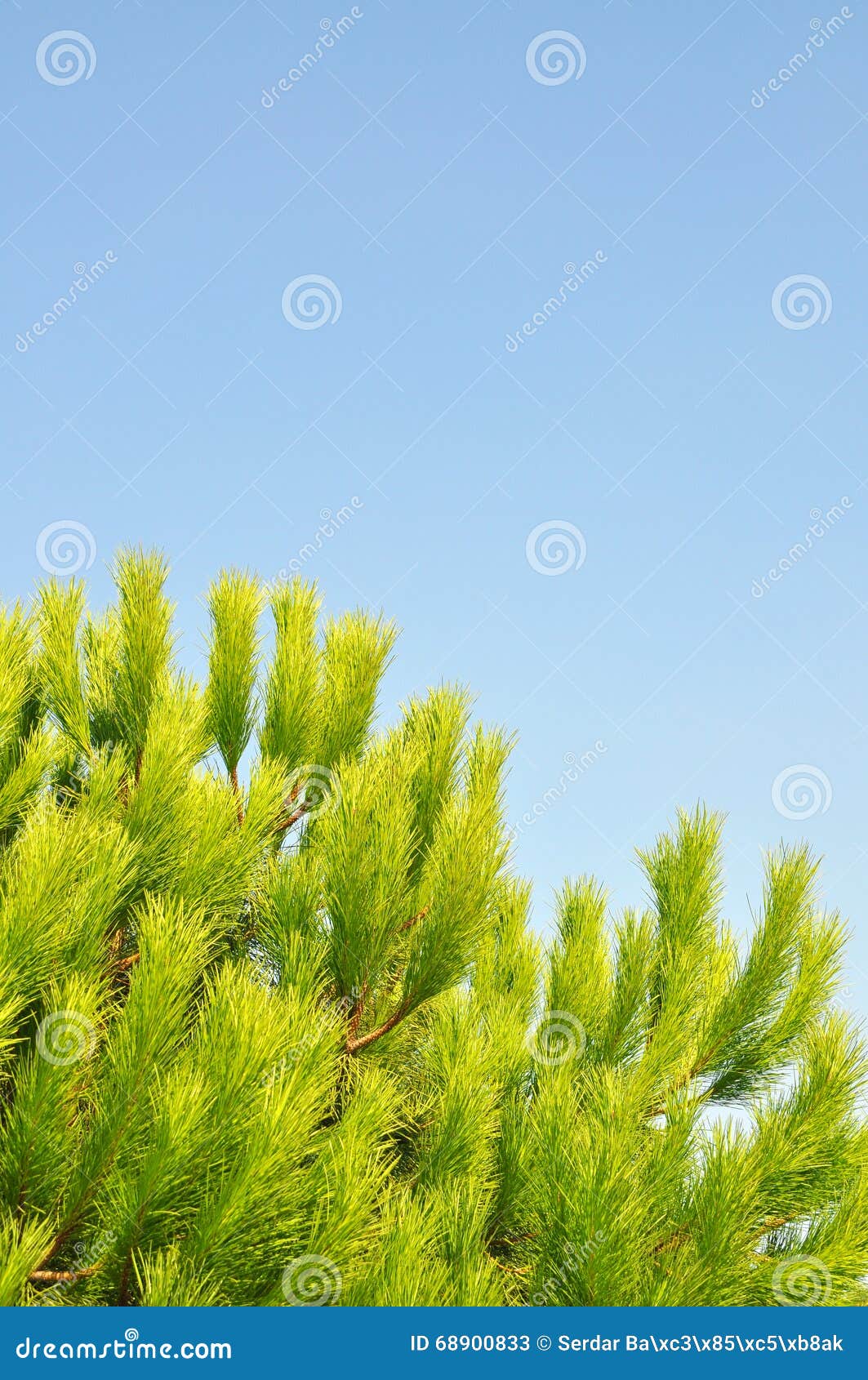 Albero di pino immagine stock. Immagine di nave, conifero - 68900833