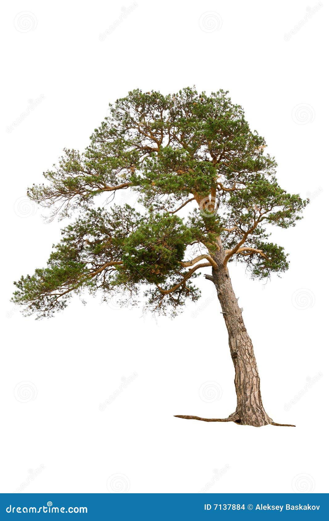 Albero di pino fotografia stock. Immagine di bellezza - 7137884