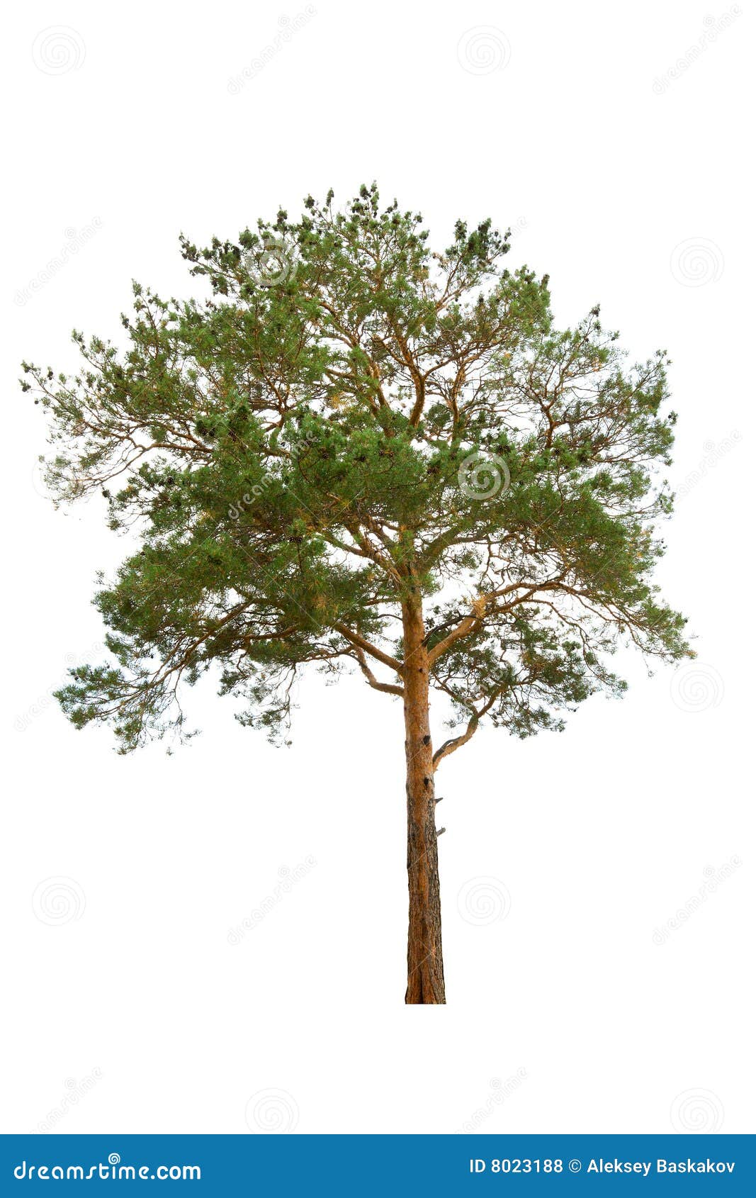 Albero di pino fotografia stock. Immagine di corteccia - 8023188