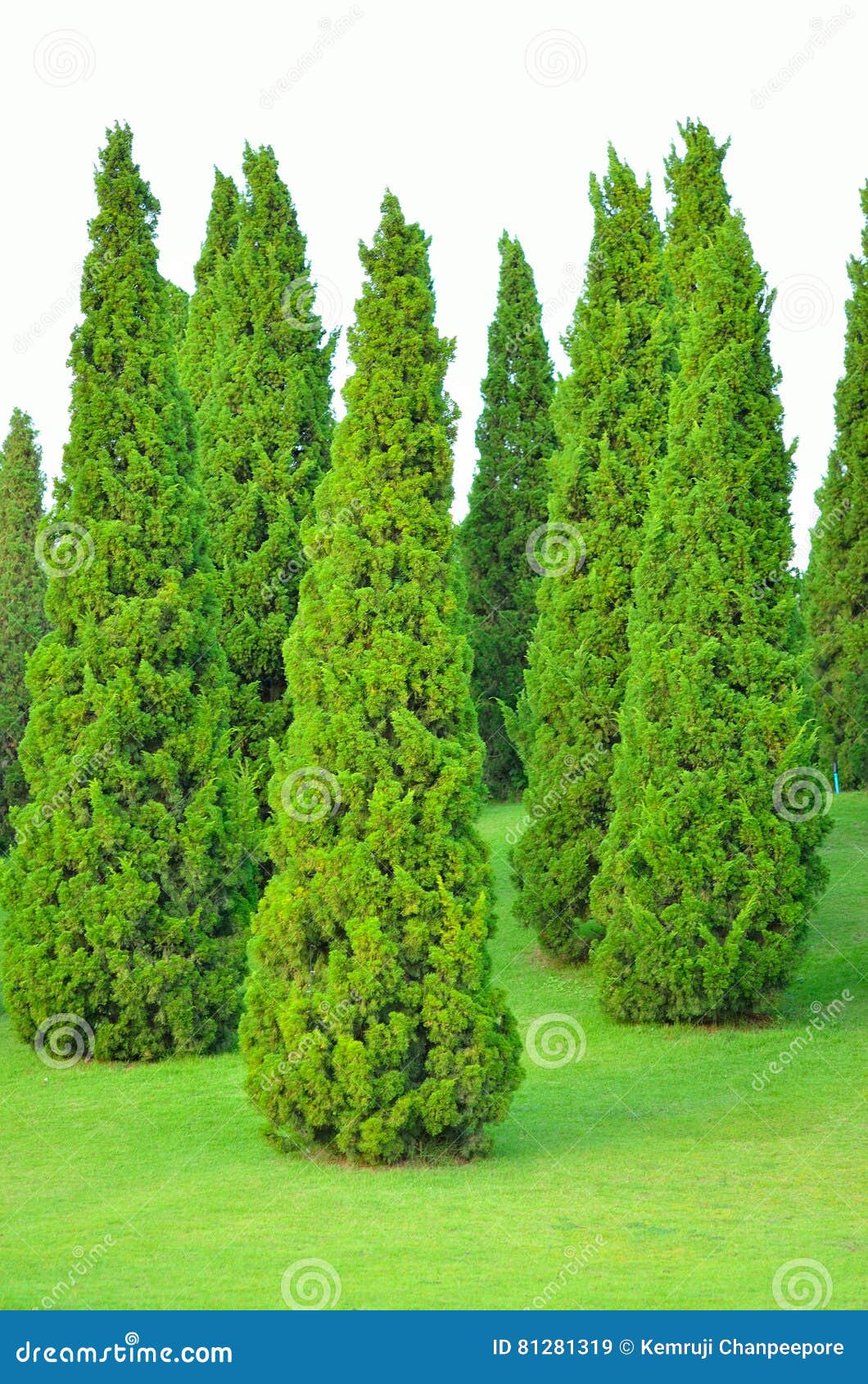 Albero di pino immagine stock. Immagine di verde, scena - 81281319